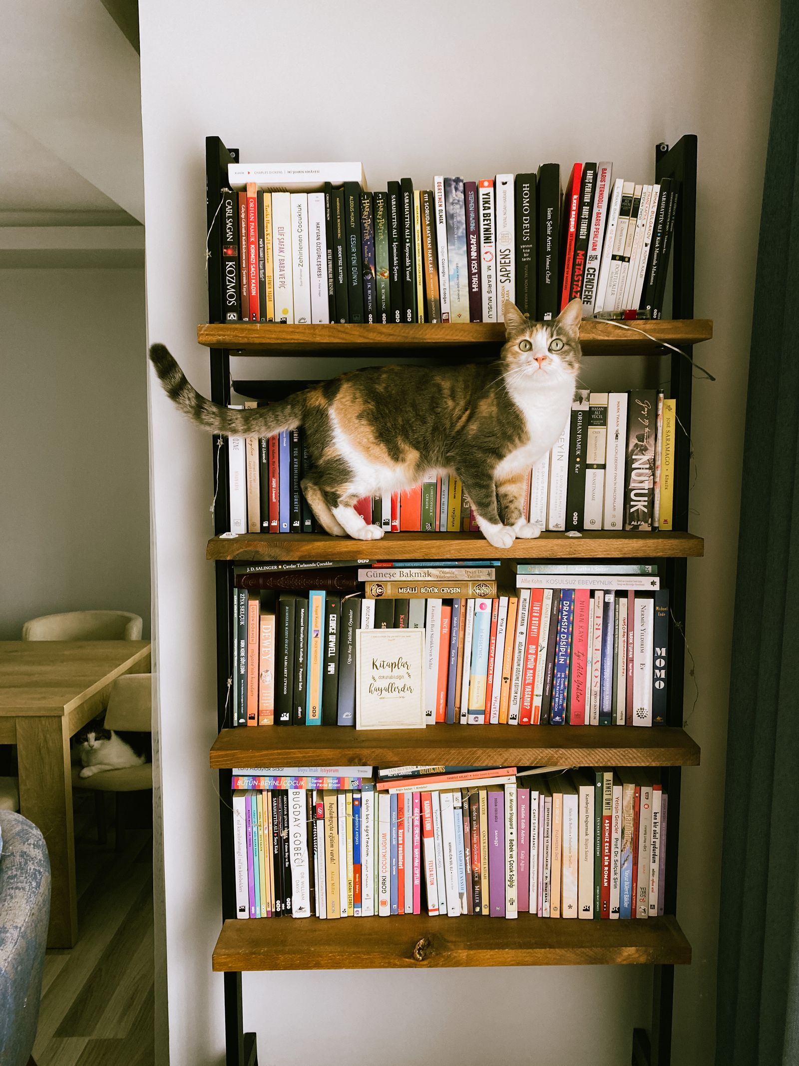 Animated Books Photos, Download The BEST Free Animated Books Stock ...