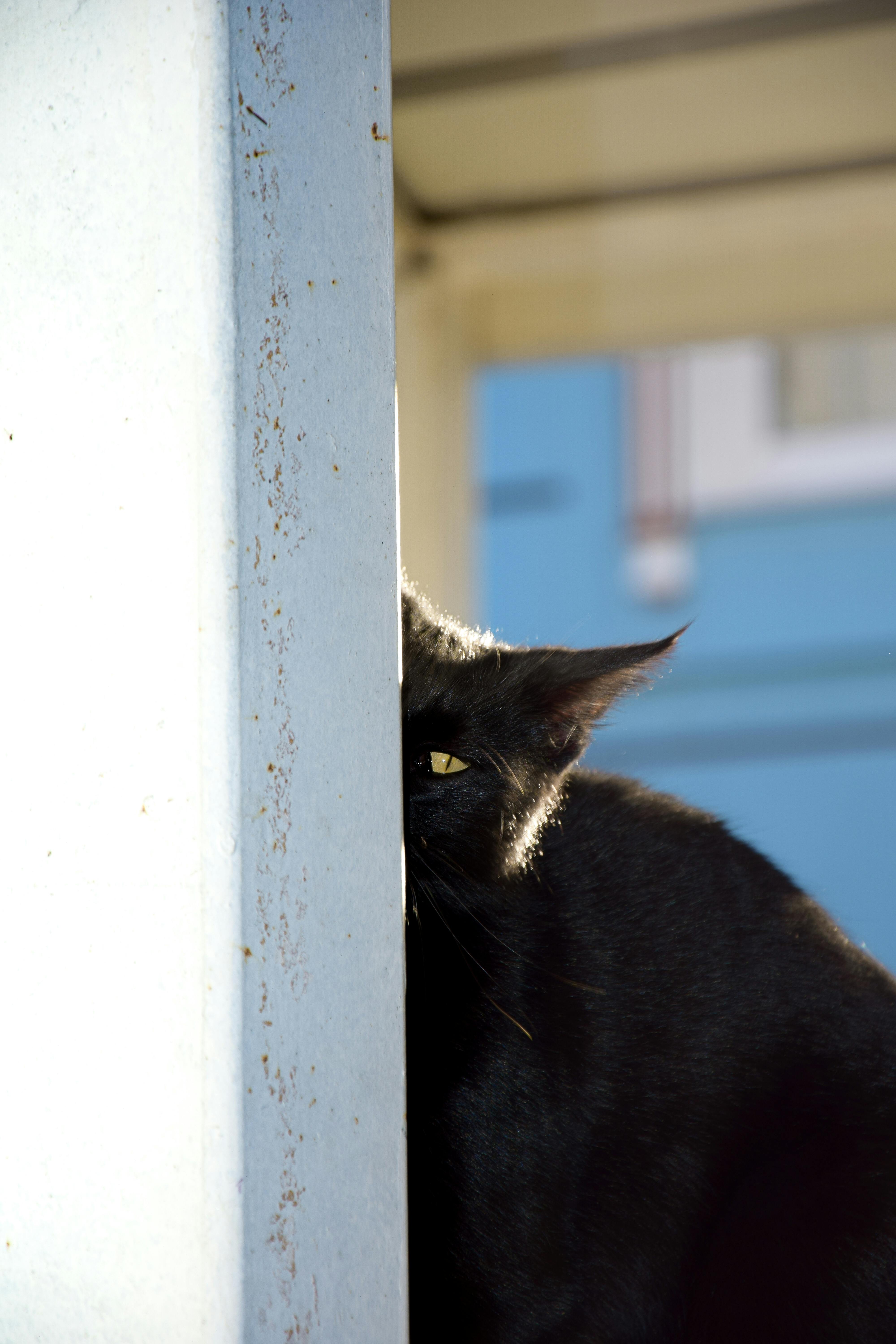Black Cat behind Wall · Free Stock Photo