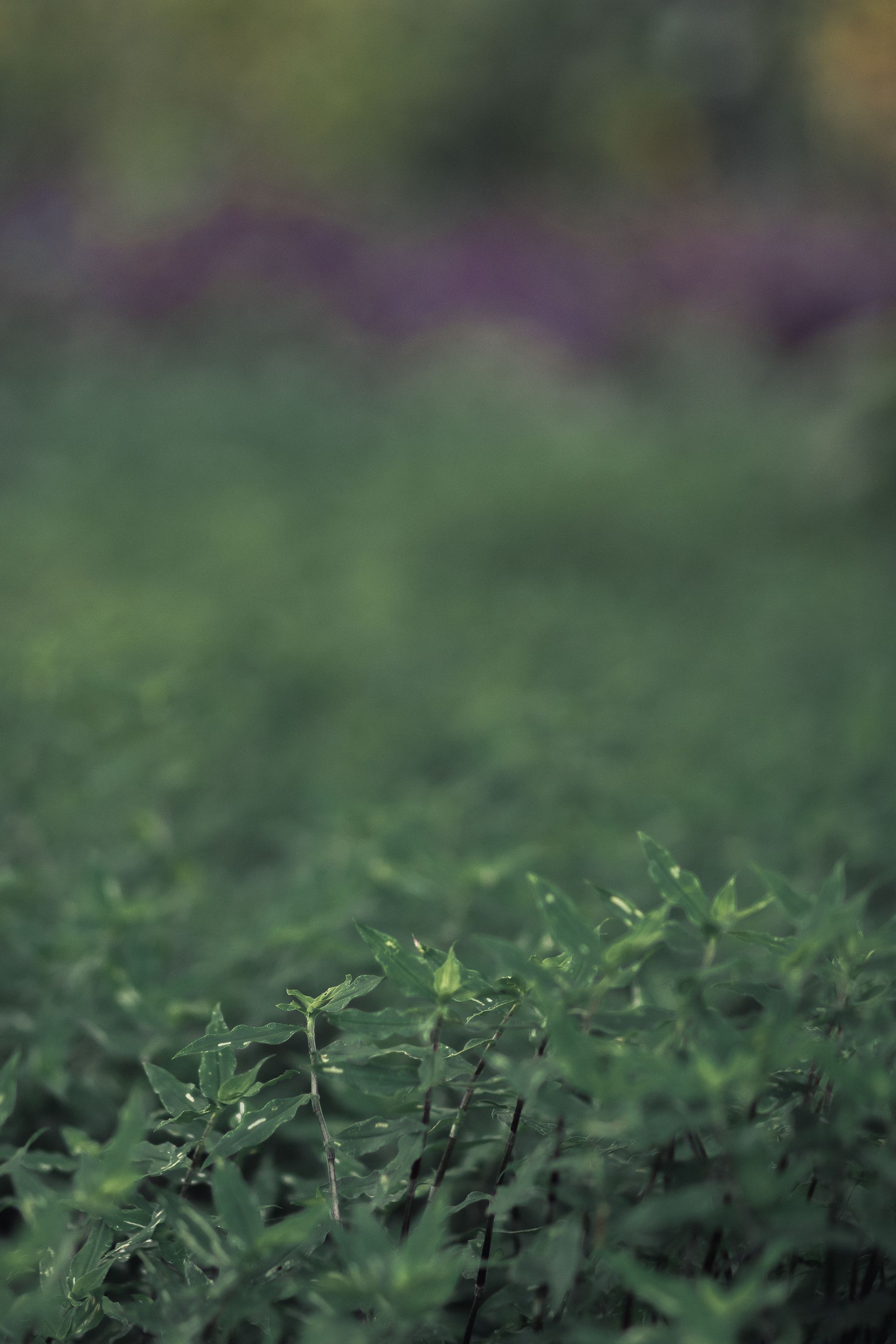 Background Landscape Plants Photos, Download The BEST Free Background ...