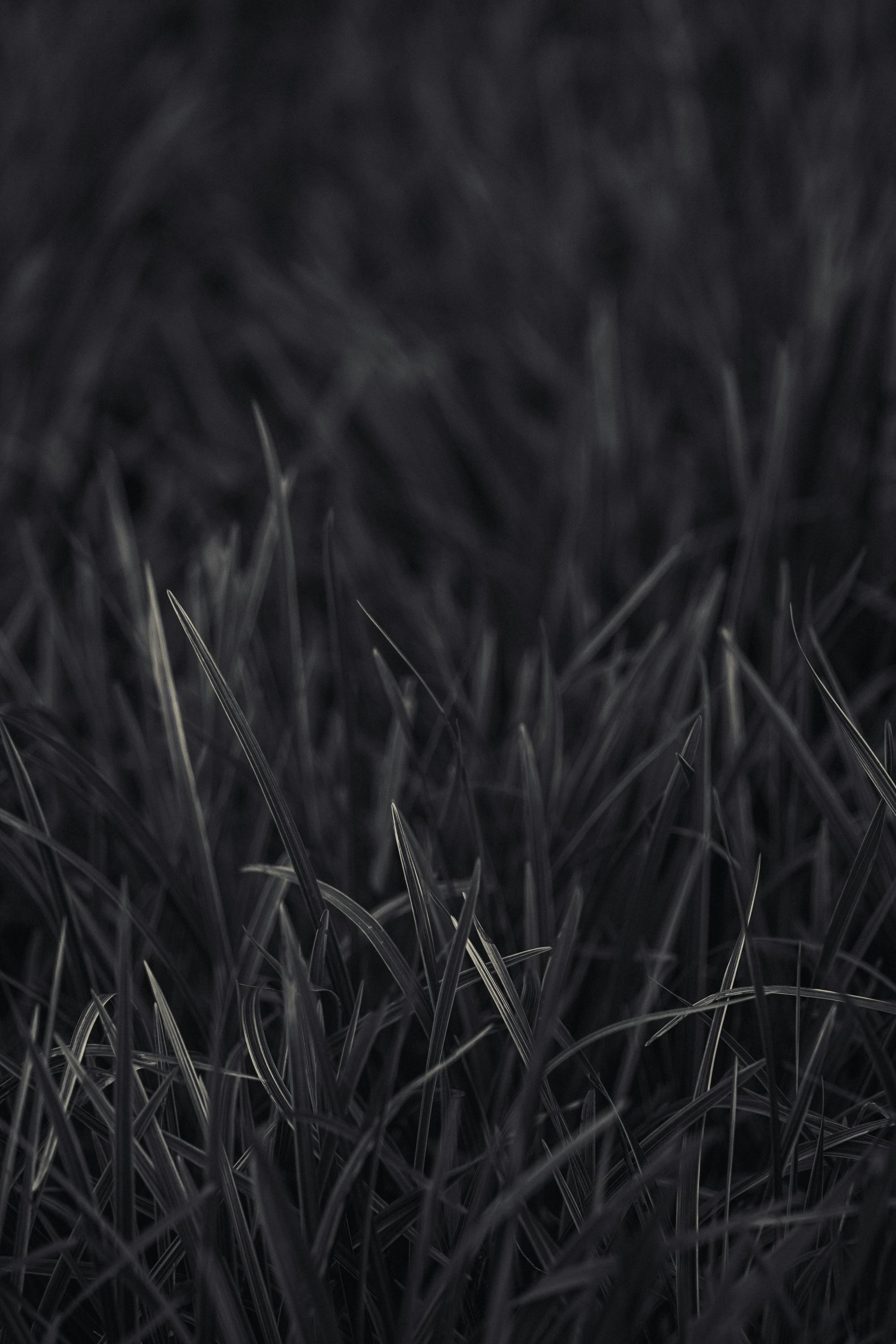 Grass in Black and White · Free Stock Photo