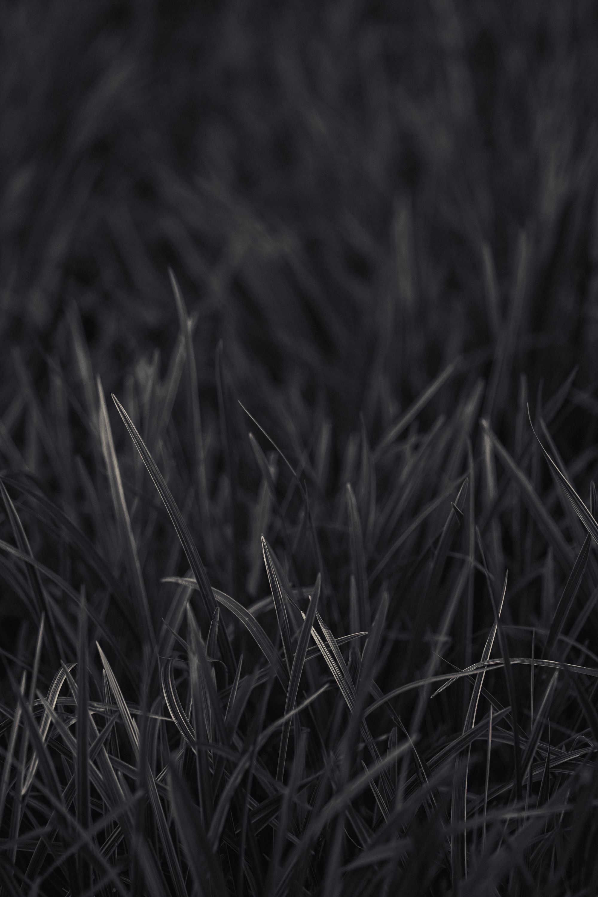 Grayscale Photography of Grass · Free Stock Photo