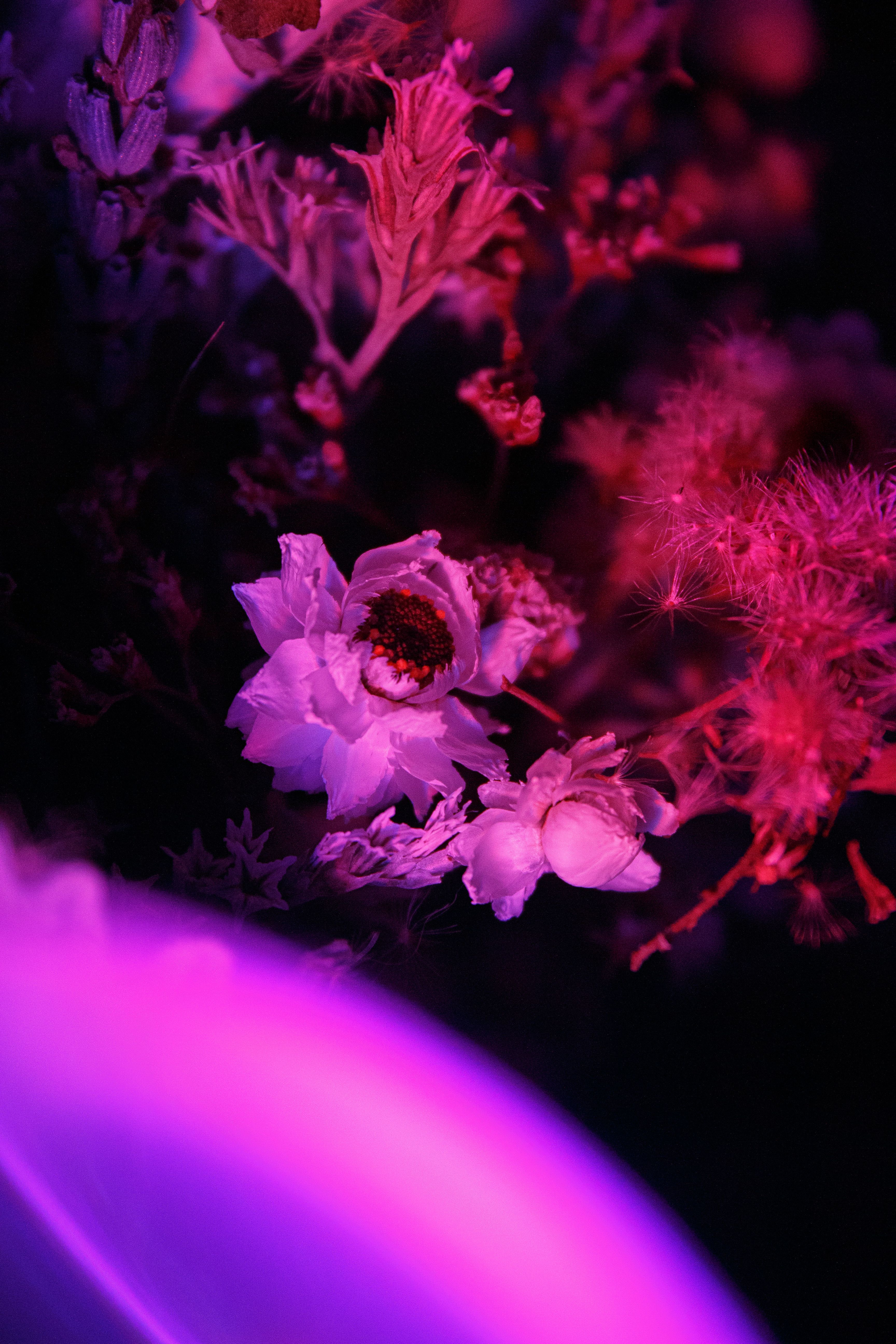 Light on Flowers in Darkness · Free Stock Photo
