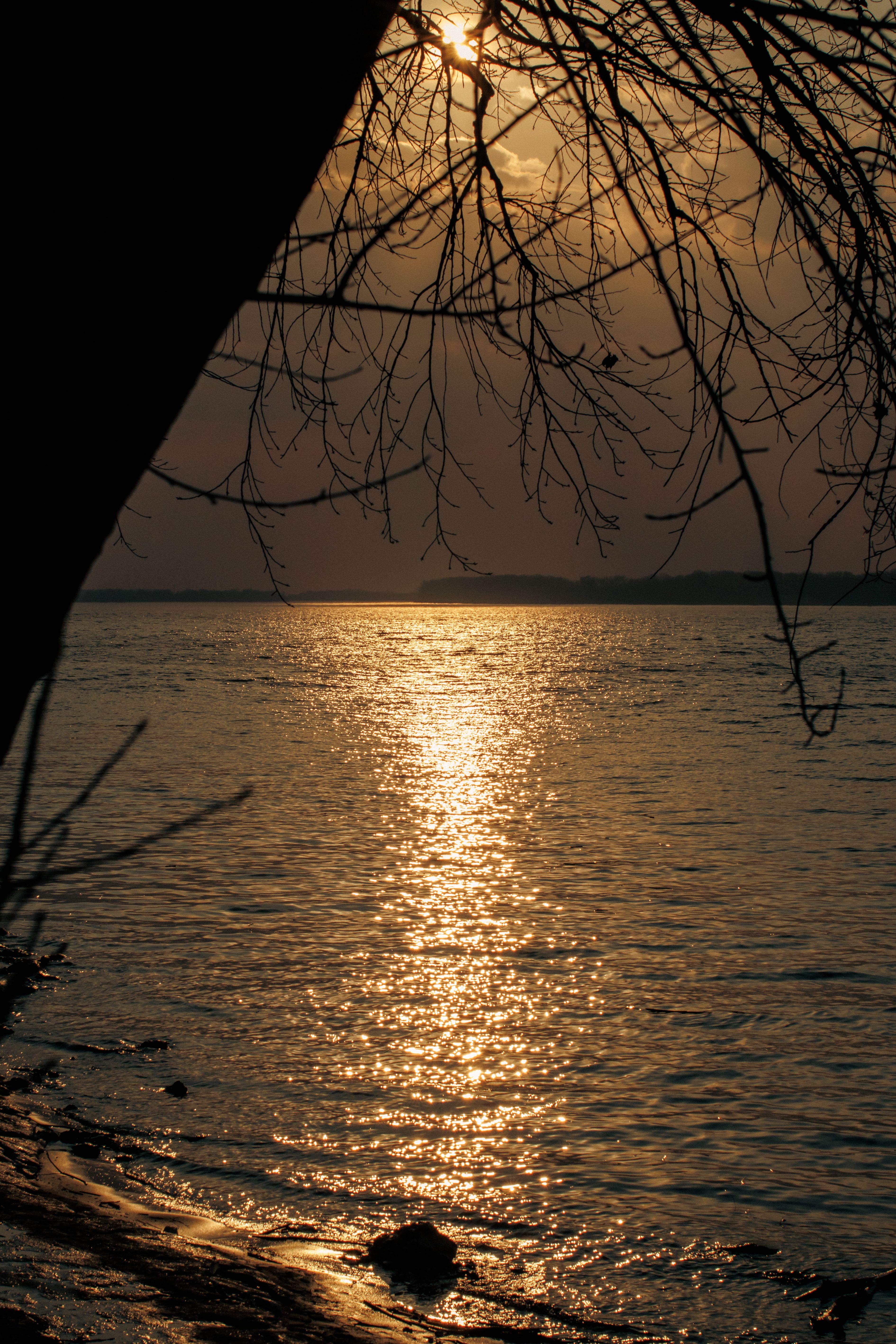 Sunset over Tree on Shore · Free Stock Photo