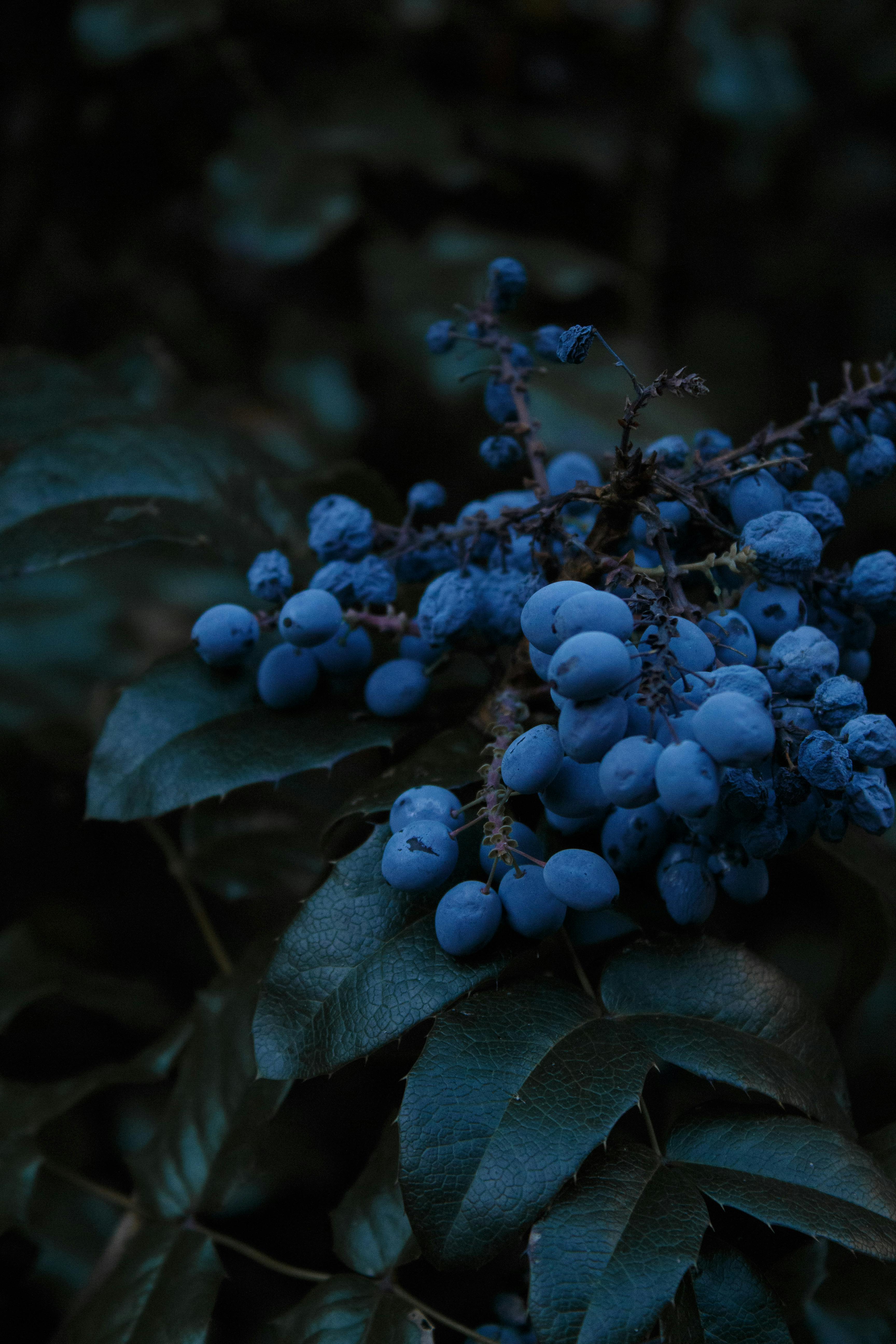 Colored Berries Photos, Download The BEST Free Colored Berries Stock ...