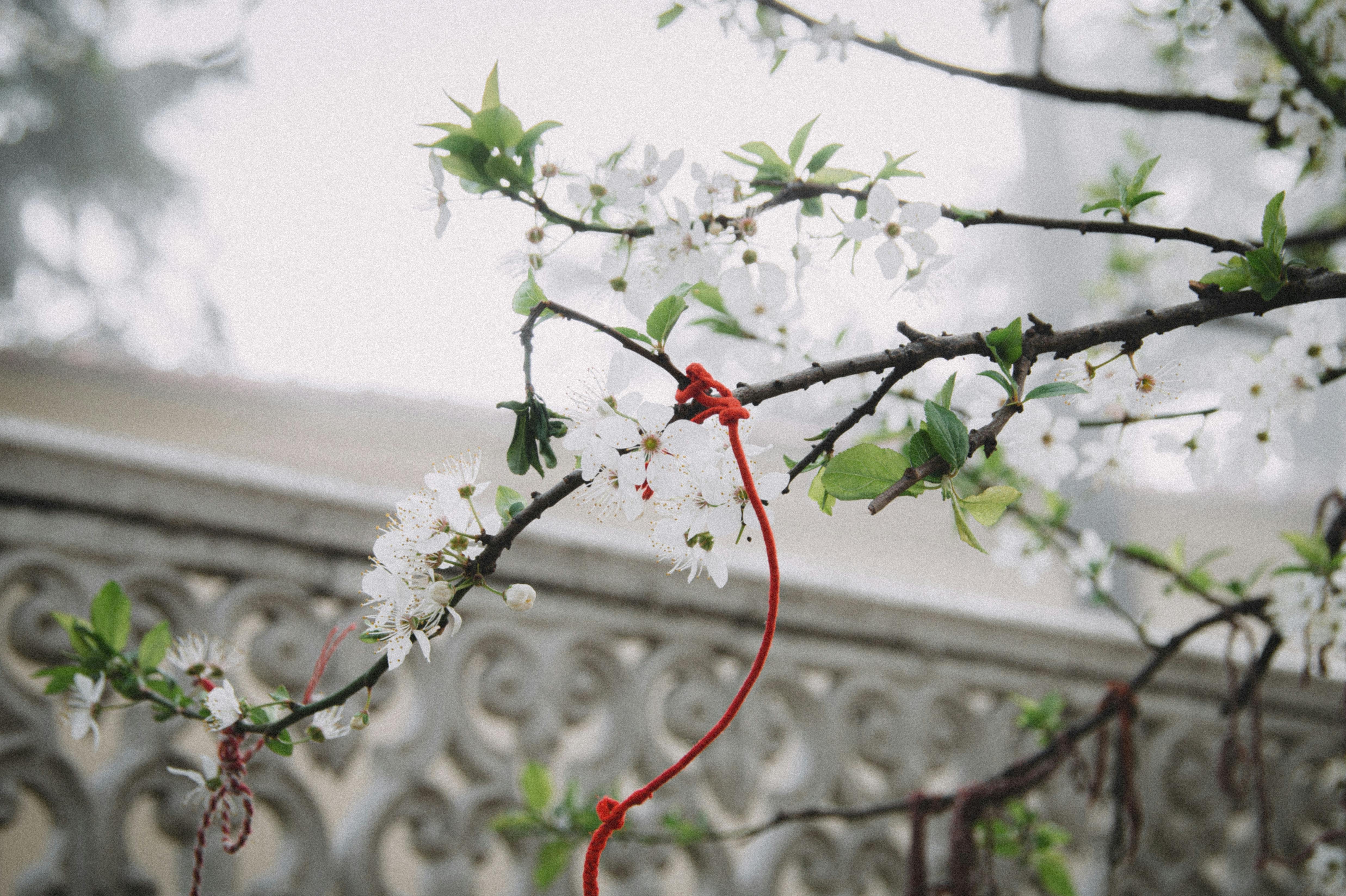 String on Branches with Cherry Blossoms · Free Stock Photo