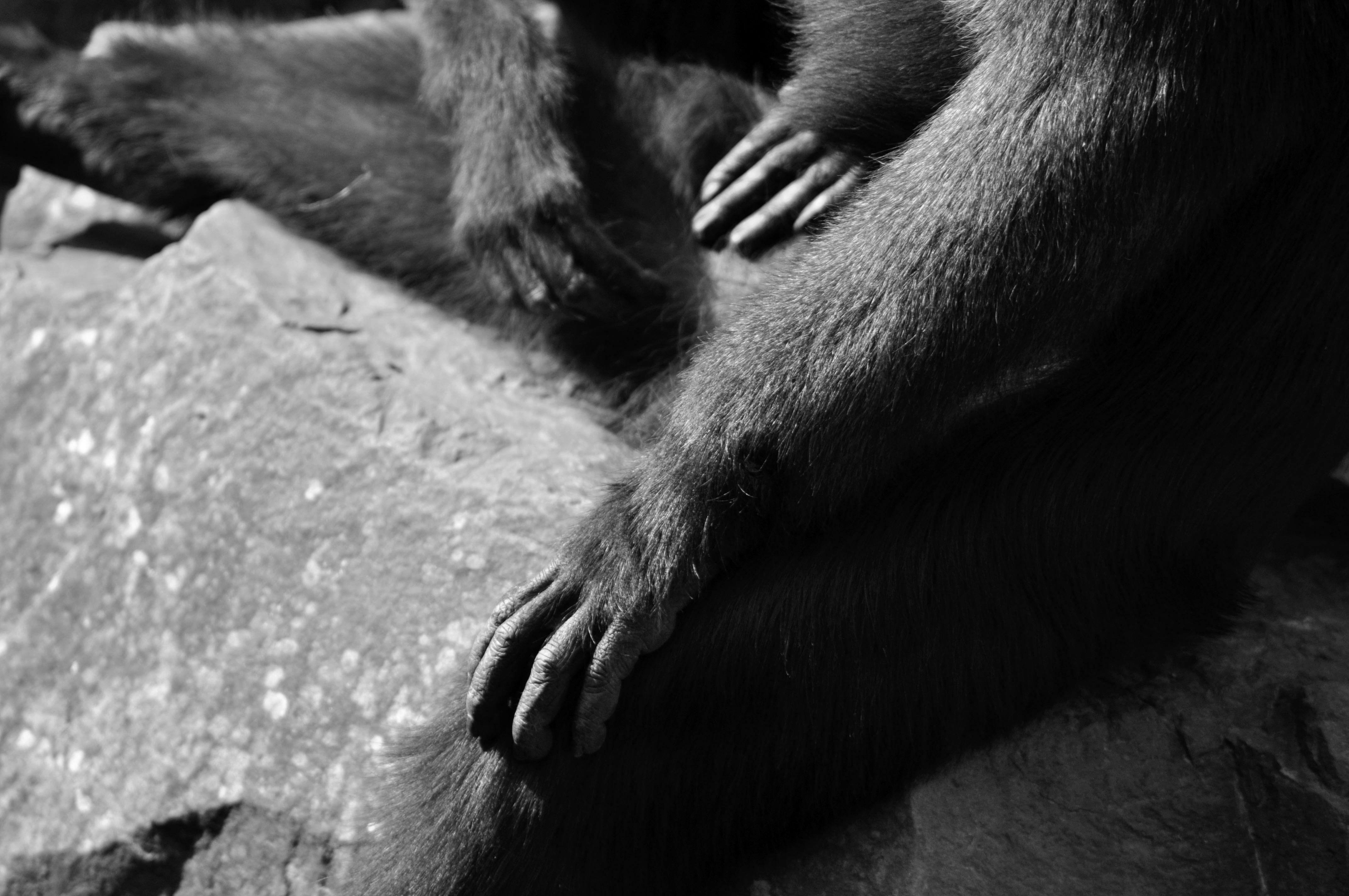 Bald Uakari Monkey Photos, Download The BEST Free Bald Uakari Monkey ...