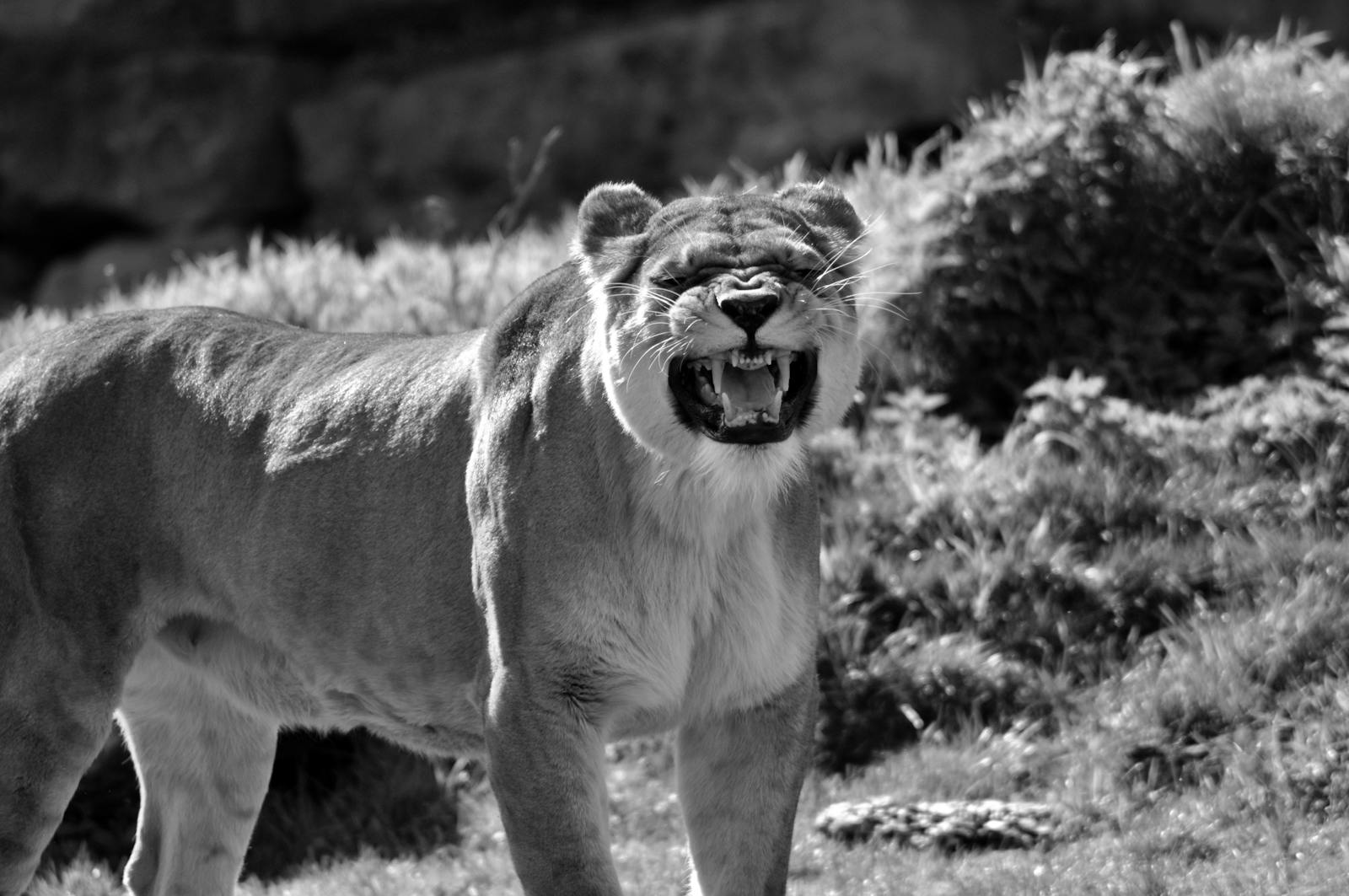 Lioness Roaring Photos, Download The BEST Free Lioness Roaring Stock Photos & HD Images