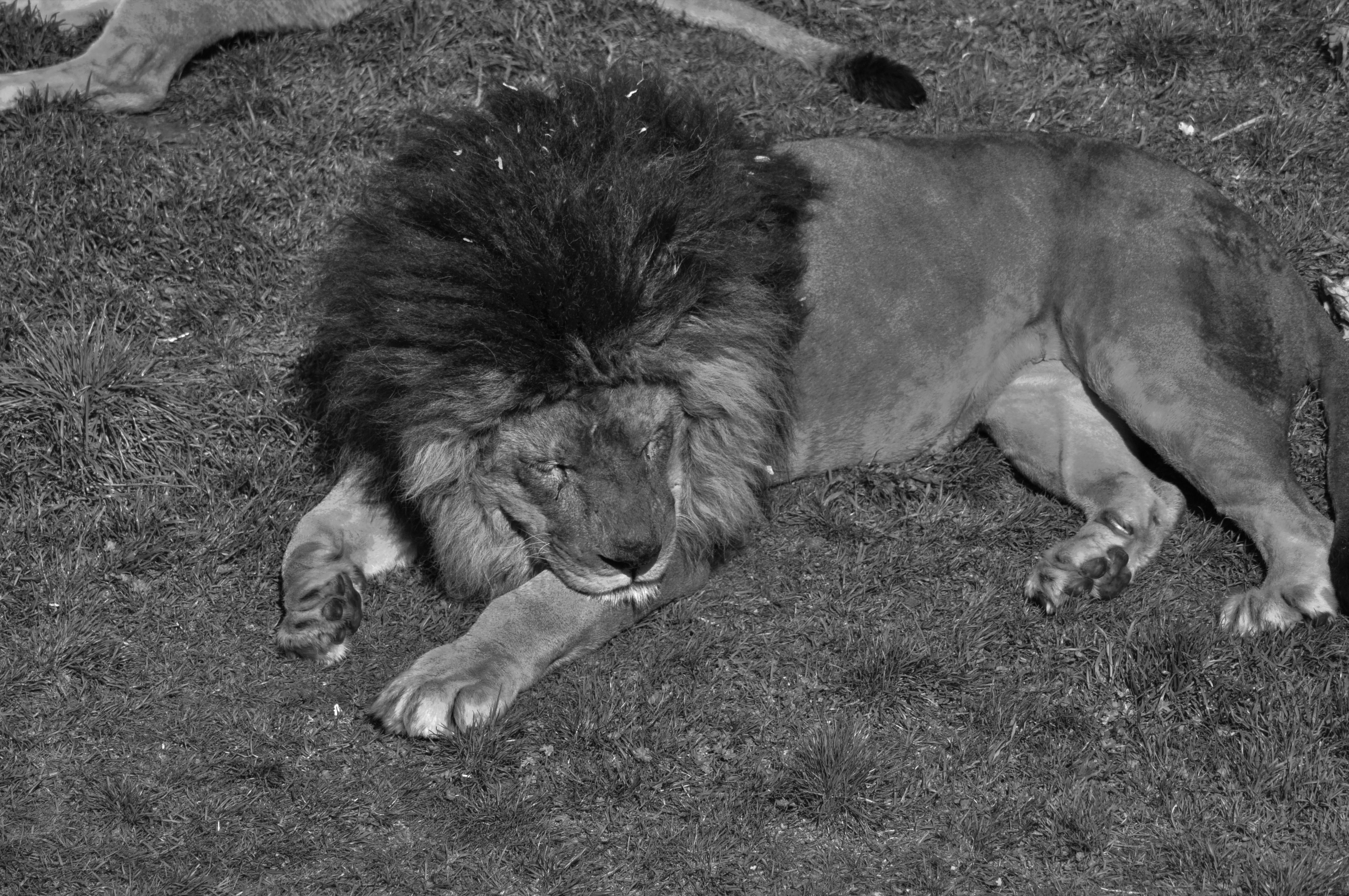 32k Wallpaper Lion Animated Photos, Download The BEST Free 32k ...