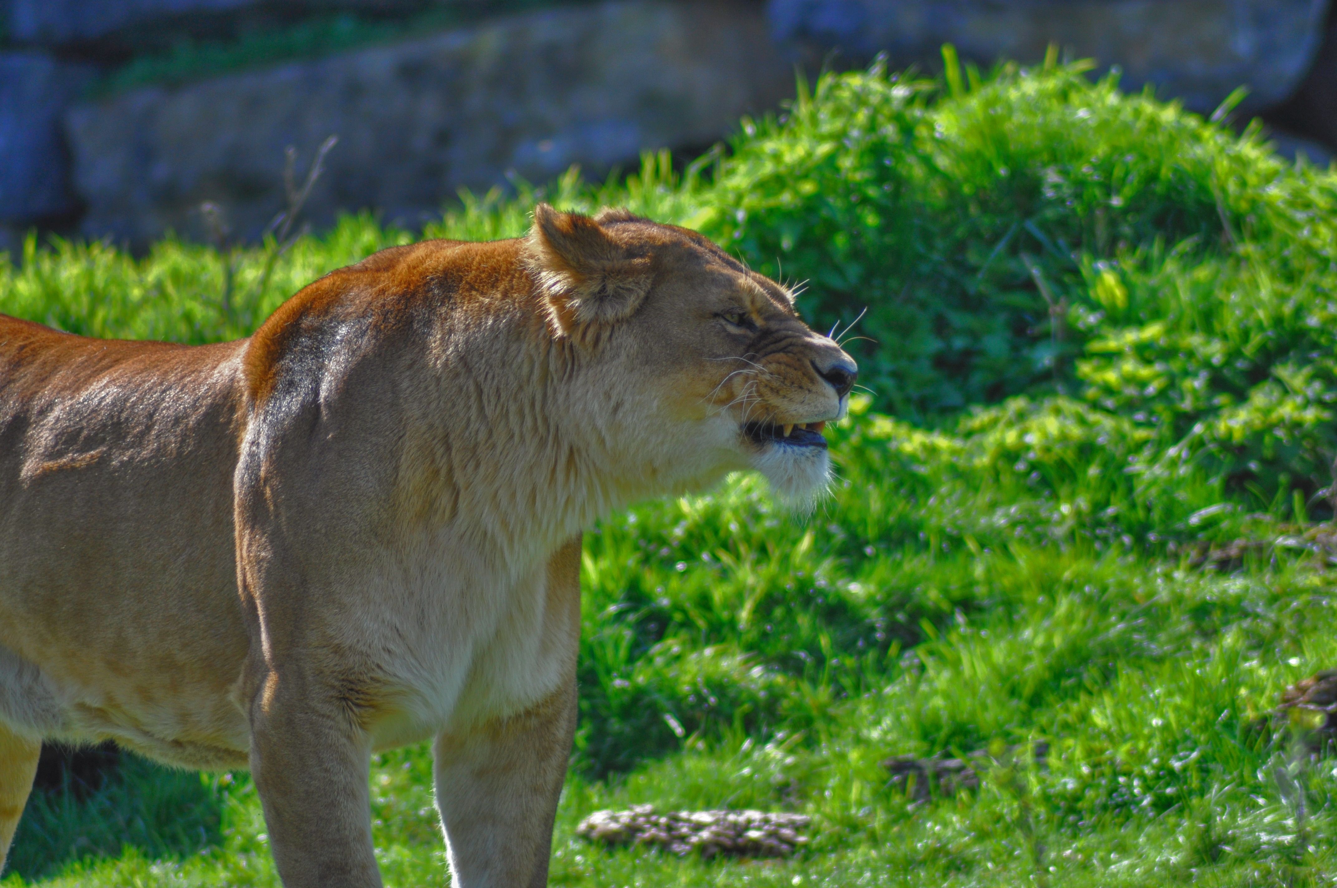 Close up of Lioness · Free Stock Photo