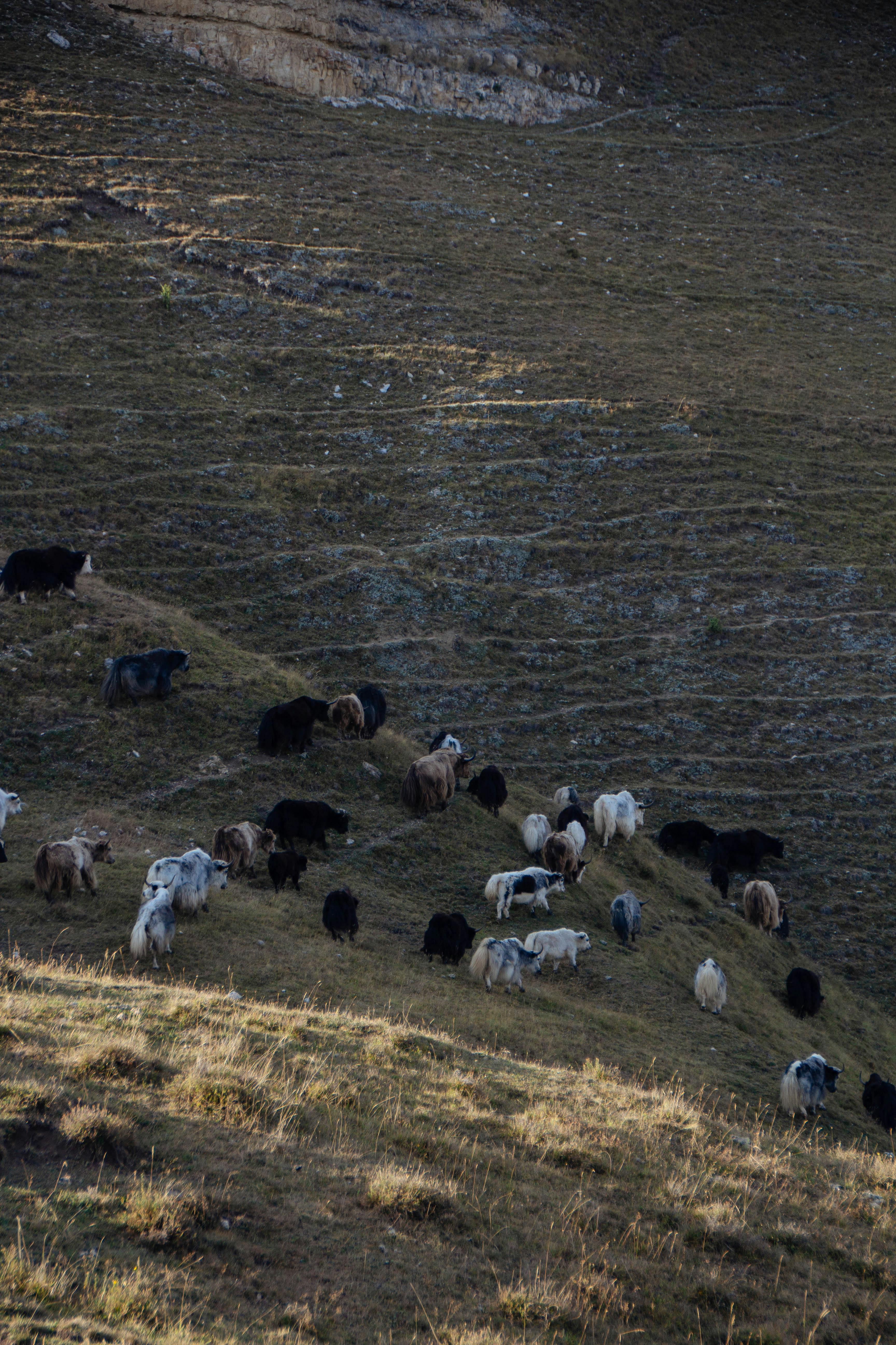 Livestock Grazing Photos, Download The BEST Free Livestock Grazing ...