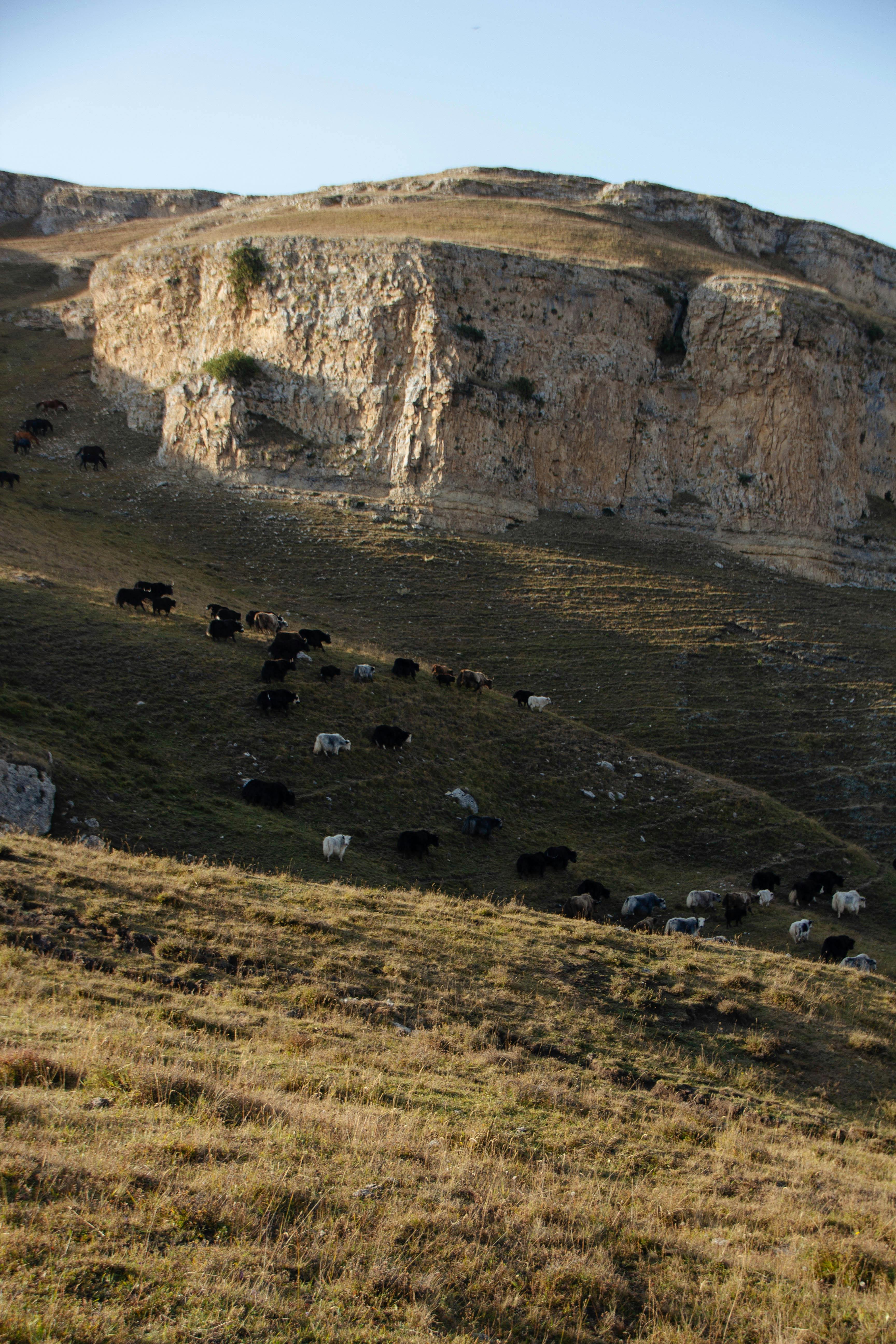 Cattle on Pasture near Rocks · Free Stock Photo