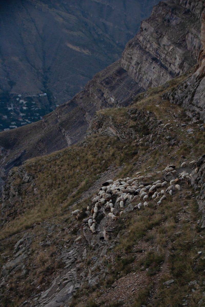 Edilbay Sheep Photos, Download The BEST Free Edilbay Sheep Stock Photos ...