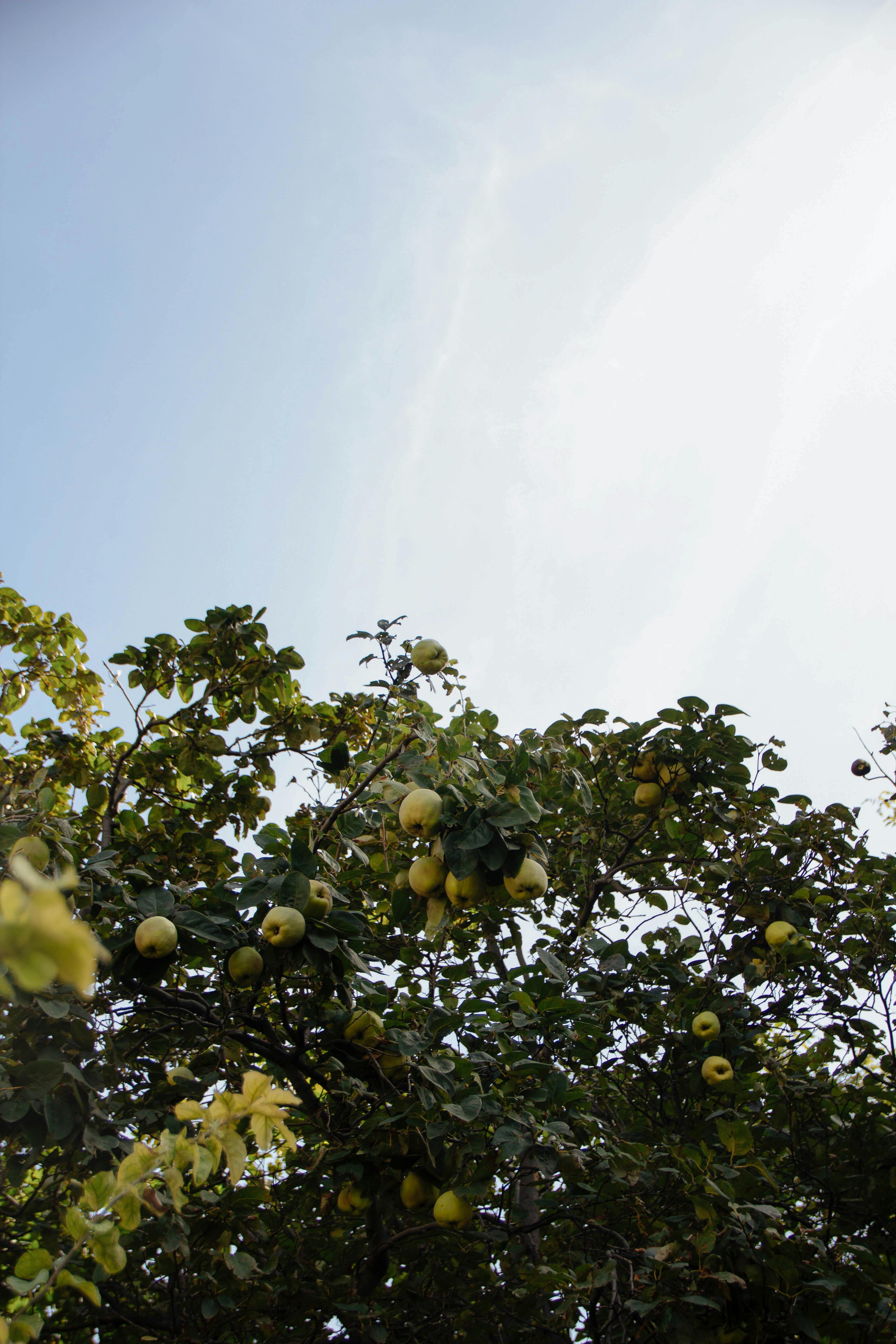 Brazilian Tree Photos, Download The BEST Free Brazilian Tree Stock ...