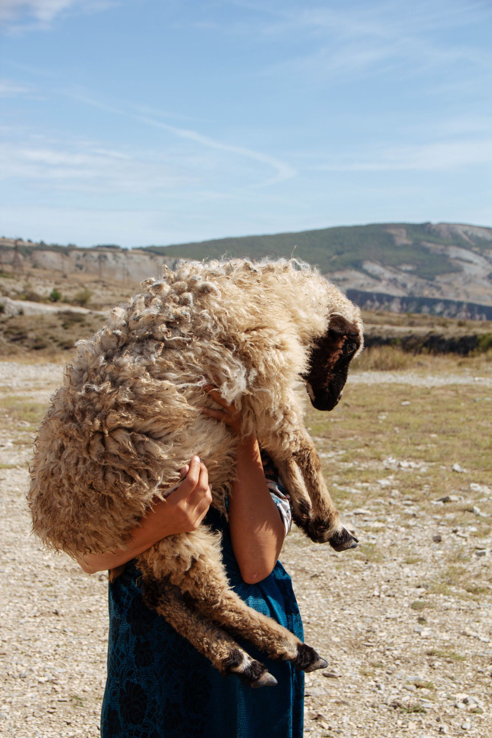 Sheep Somalia Photos, Download The BEST Free Sheep Somalia Stock Photos ...
