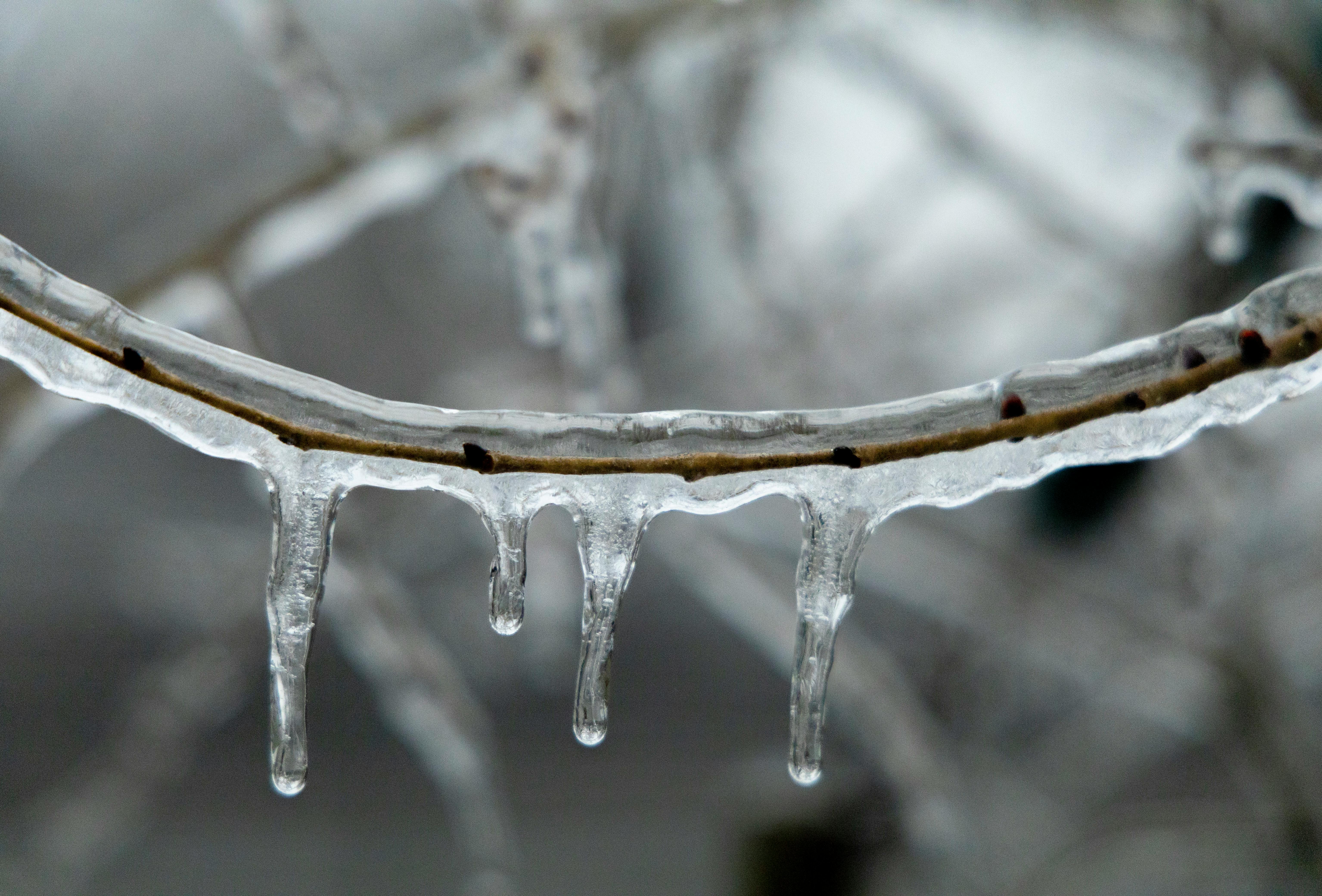 Ice on the Tree Branch · Free Stock Photo