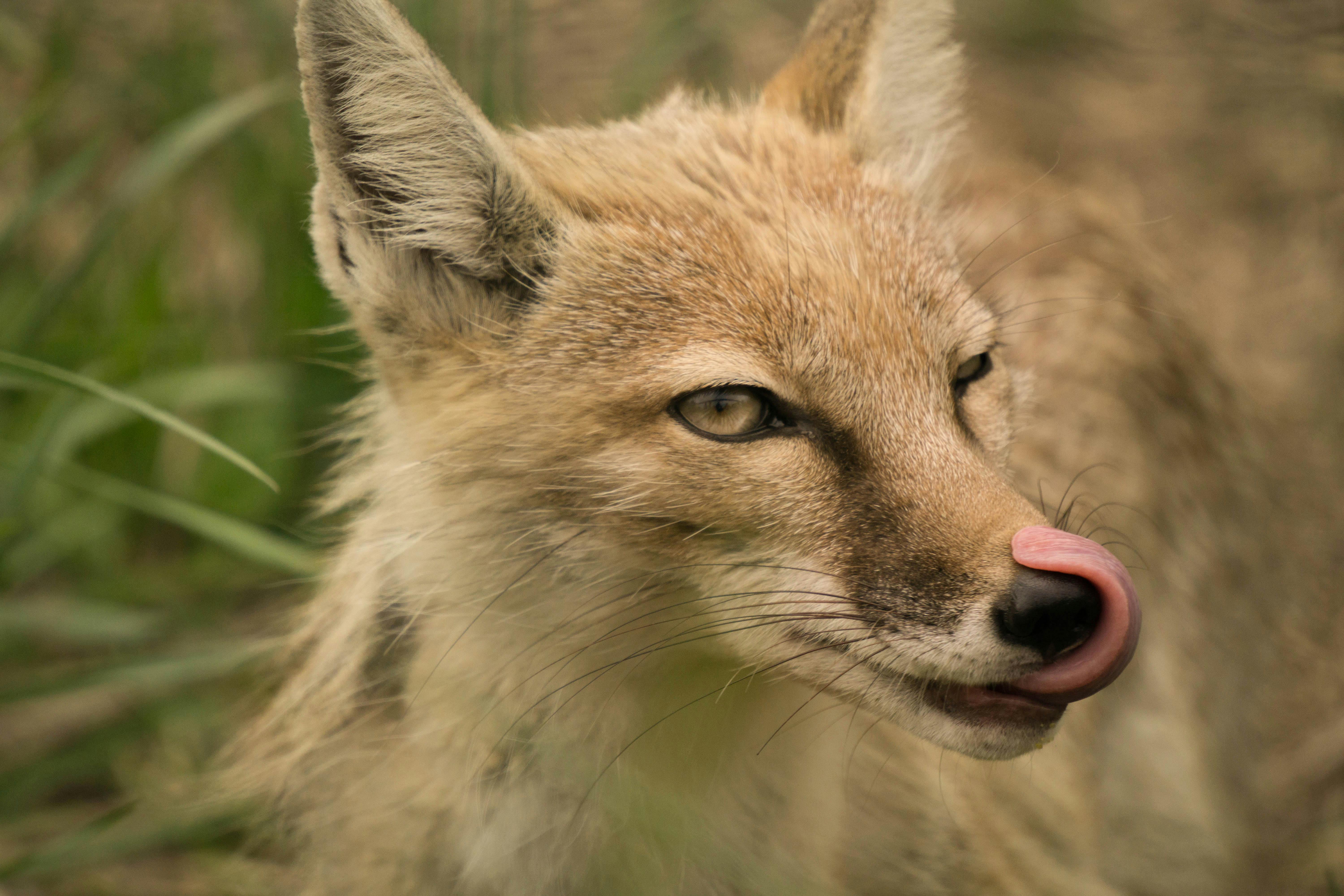 Close up of Fox Head · Free Stock Photo