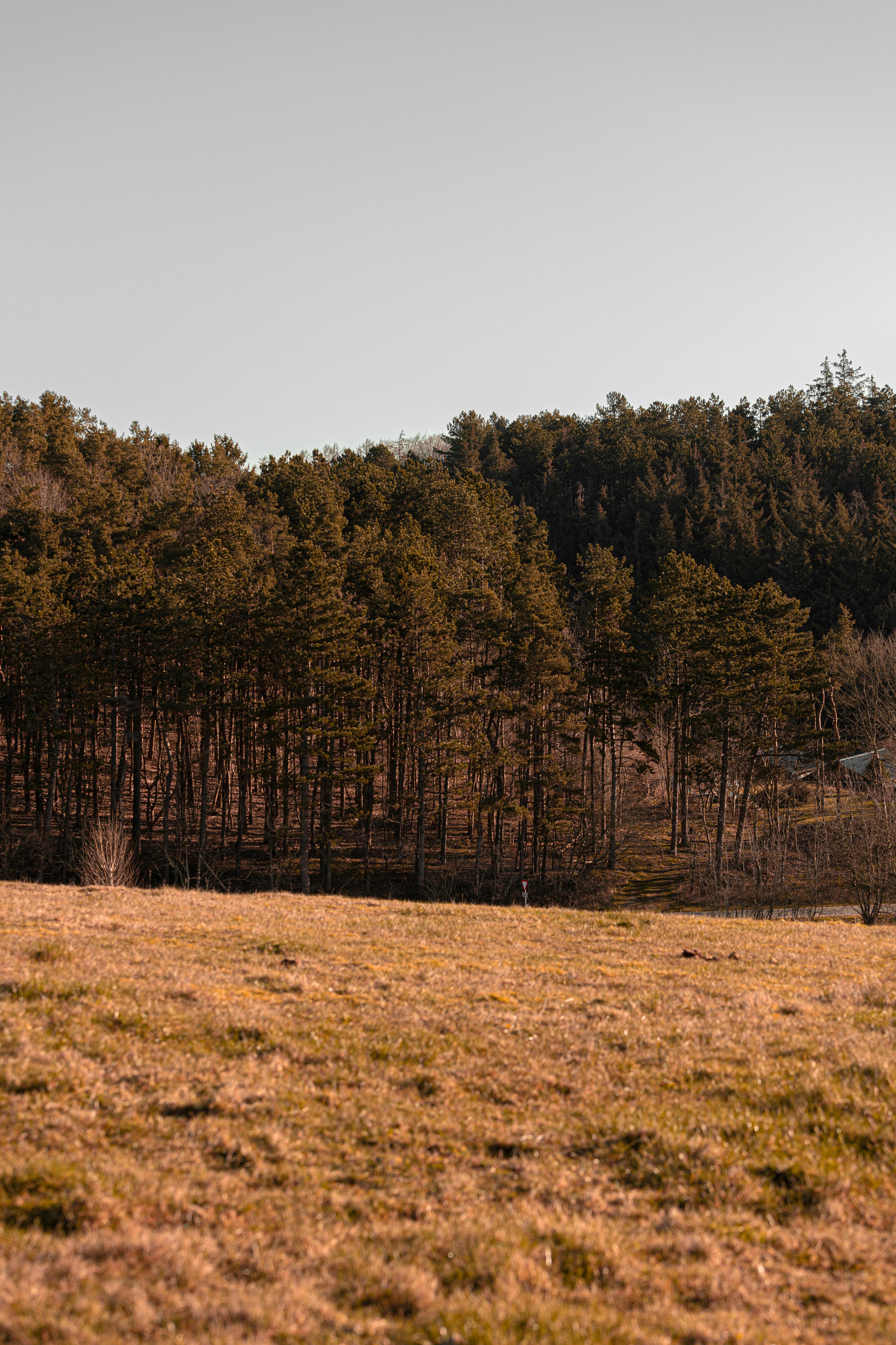 Grassland and Forest behind · Free Stock Photo