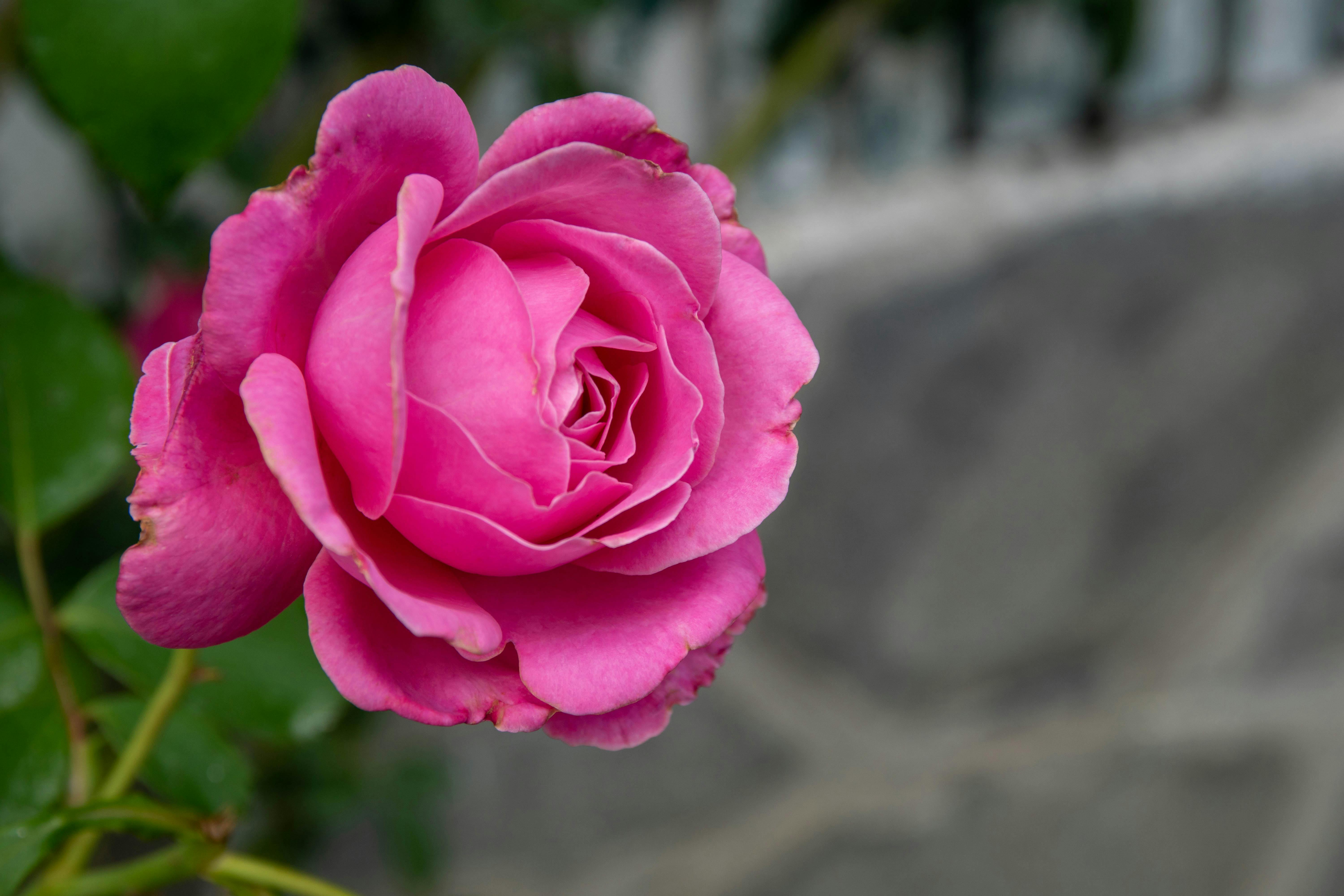 Close up of Pink Rose · Free Stock Photo