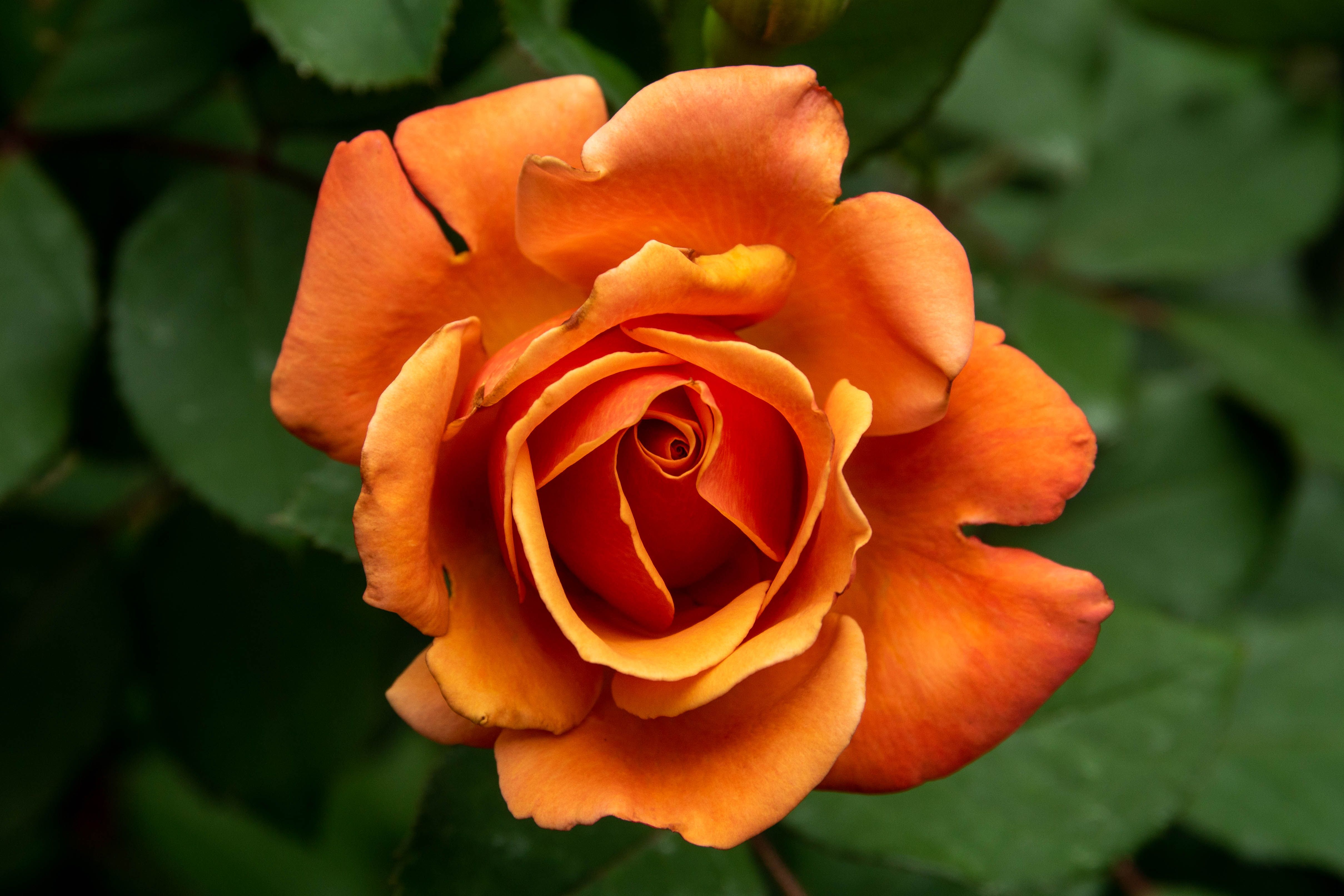 Close Up Photo of Orange Petaled Rose · Free Stock Photo