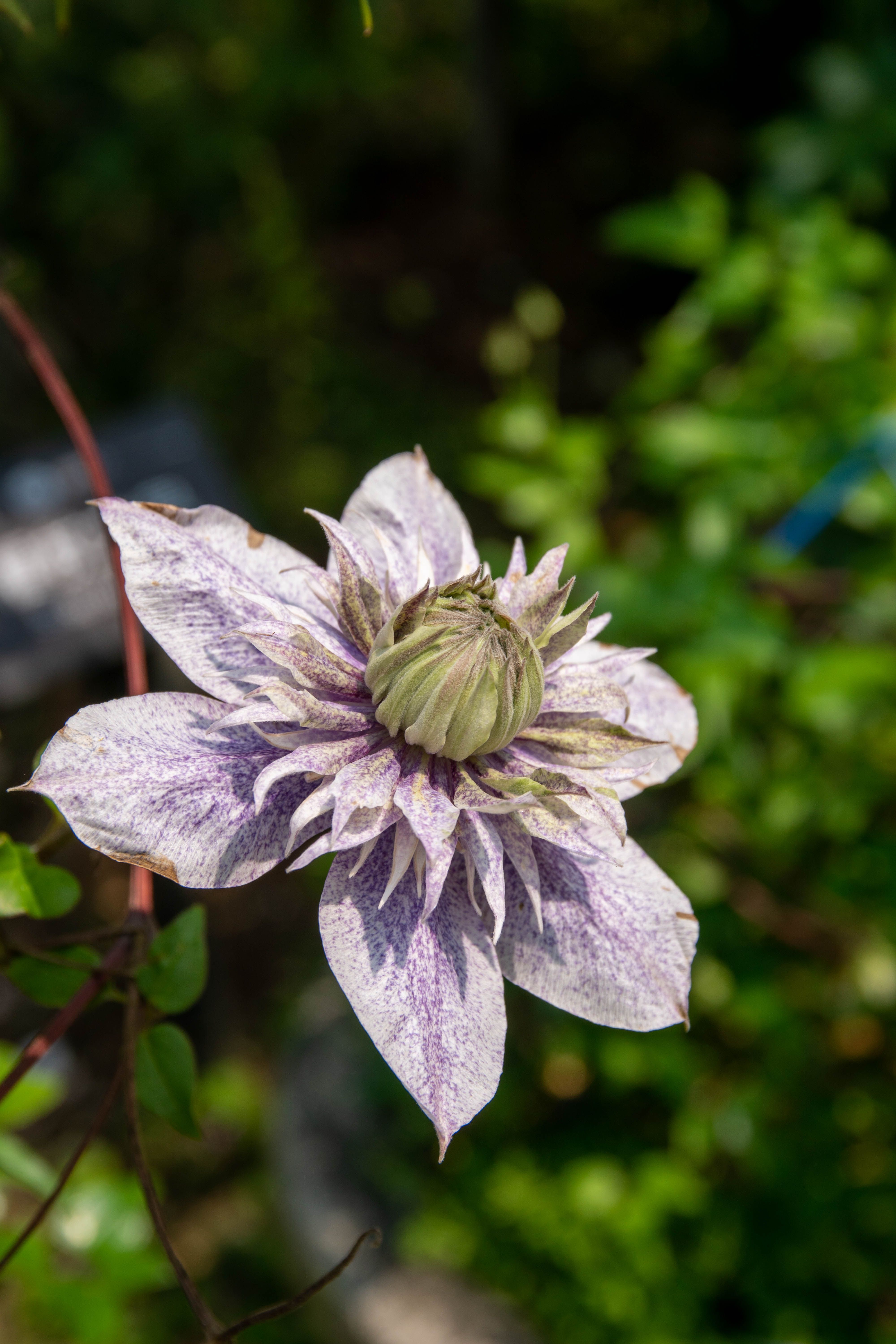 Close up of Sunlit Flower · Free Stock Photo