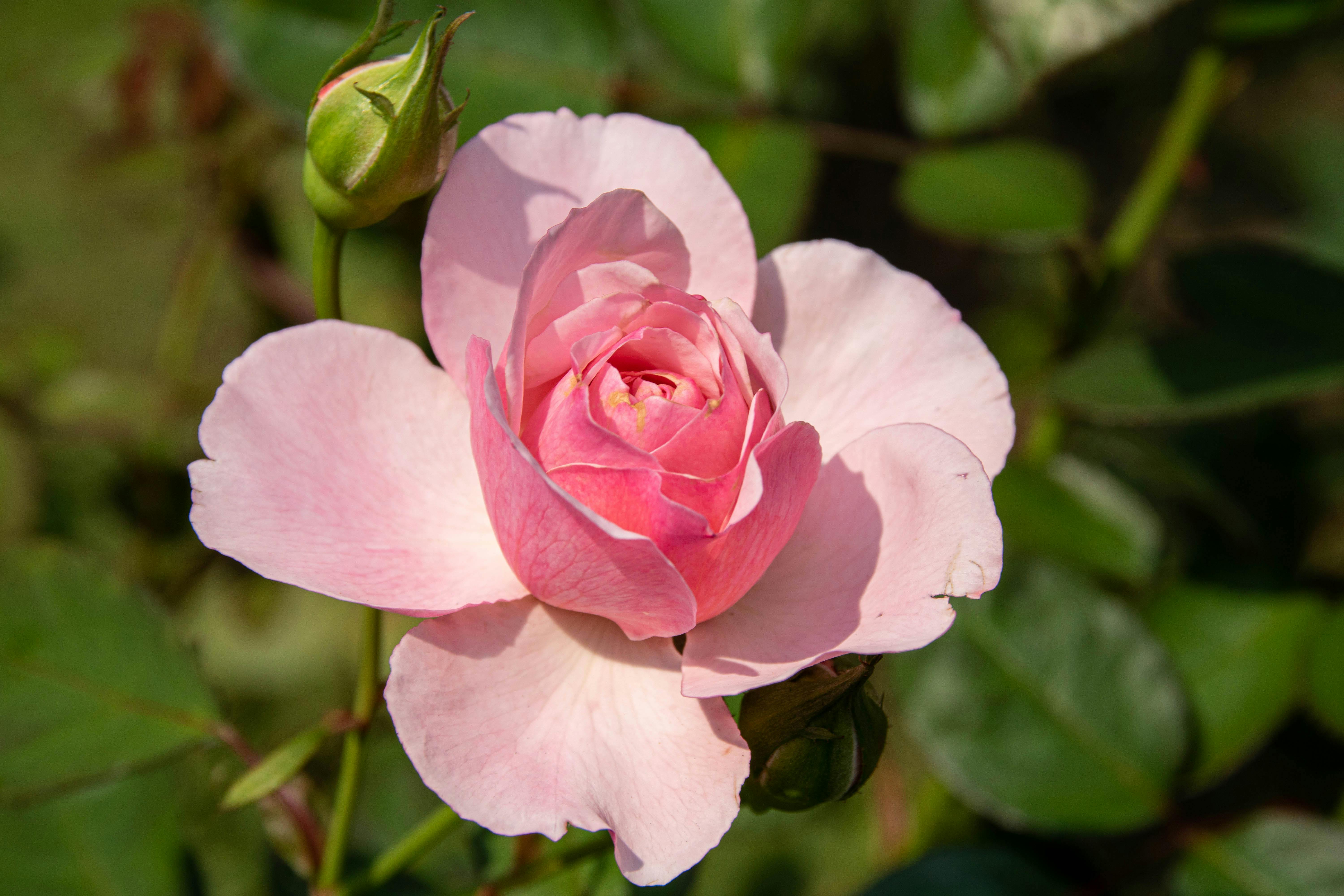 Close up of Cabbage Cultivation · Free Stock Photo