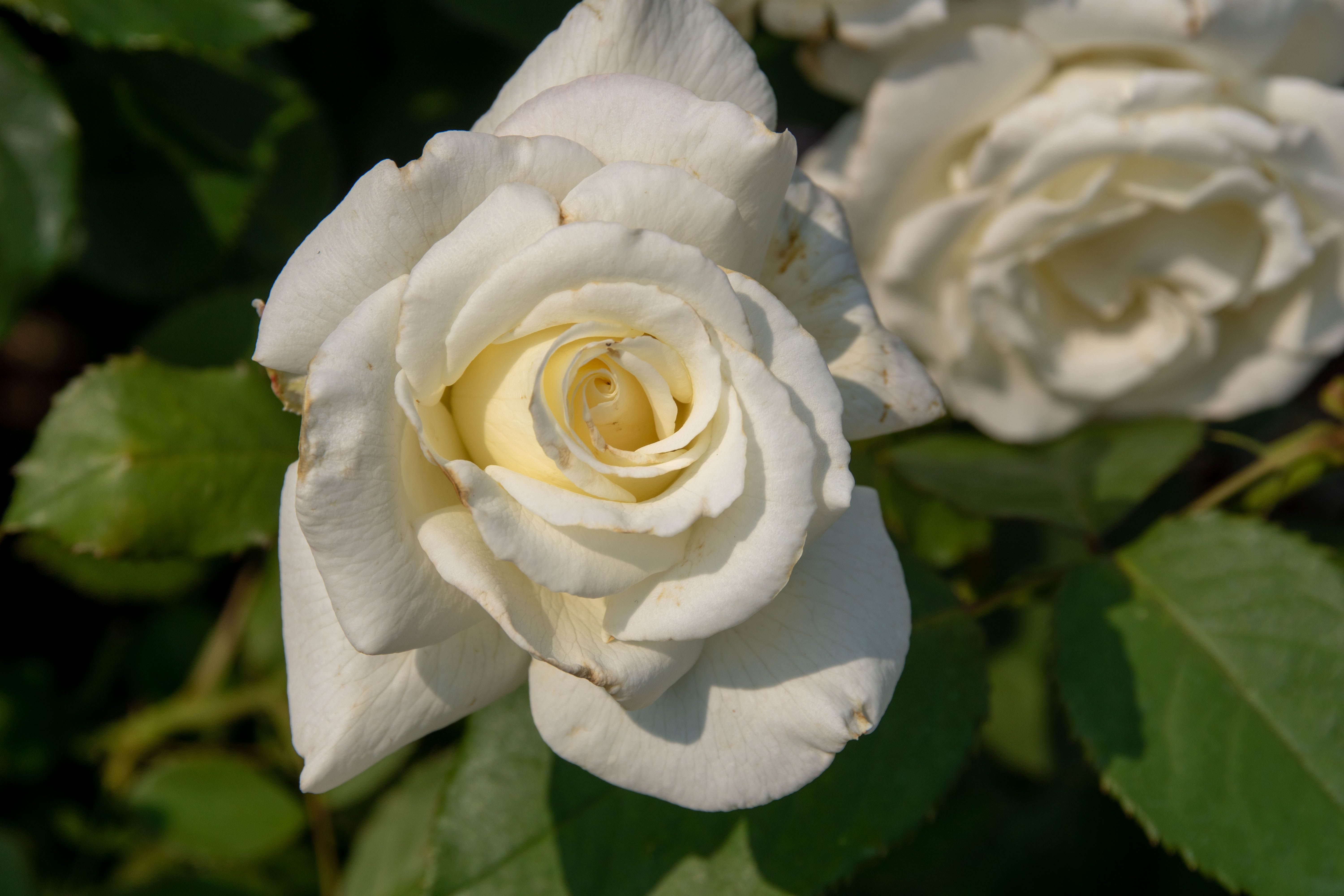 Close up of White Roses · Free Stock Photo