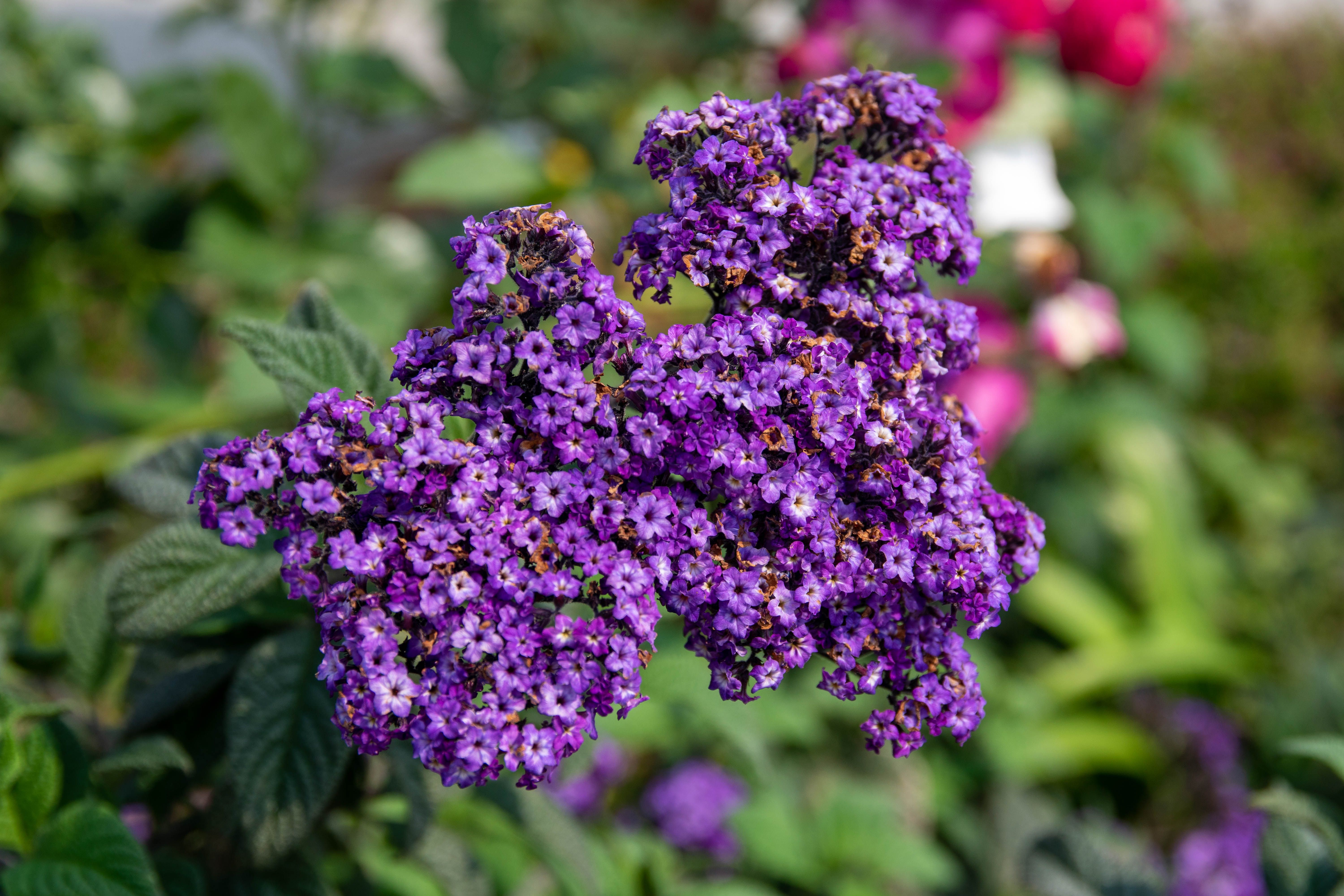 Close-up of Heliotrope Flowers · Free Stock Photo