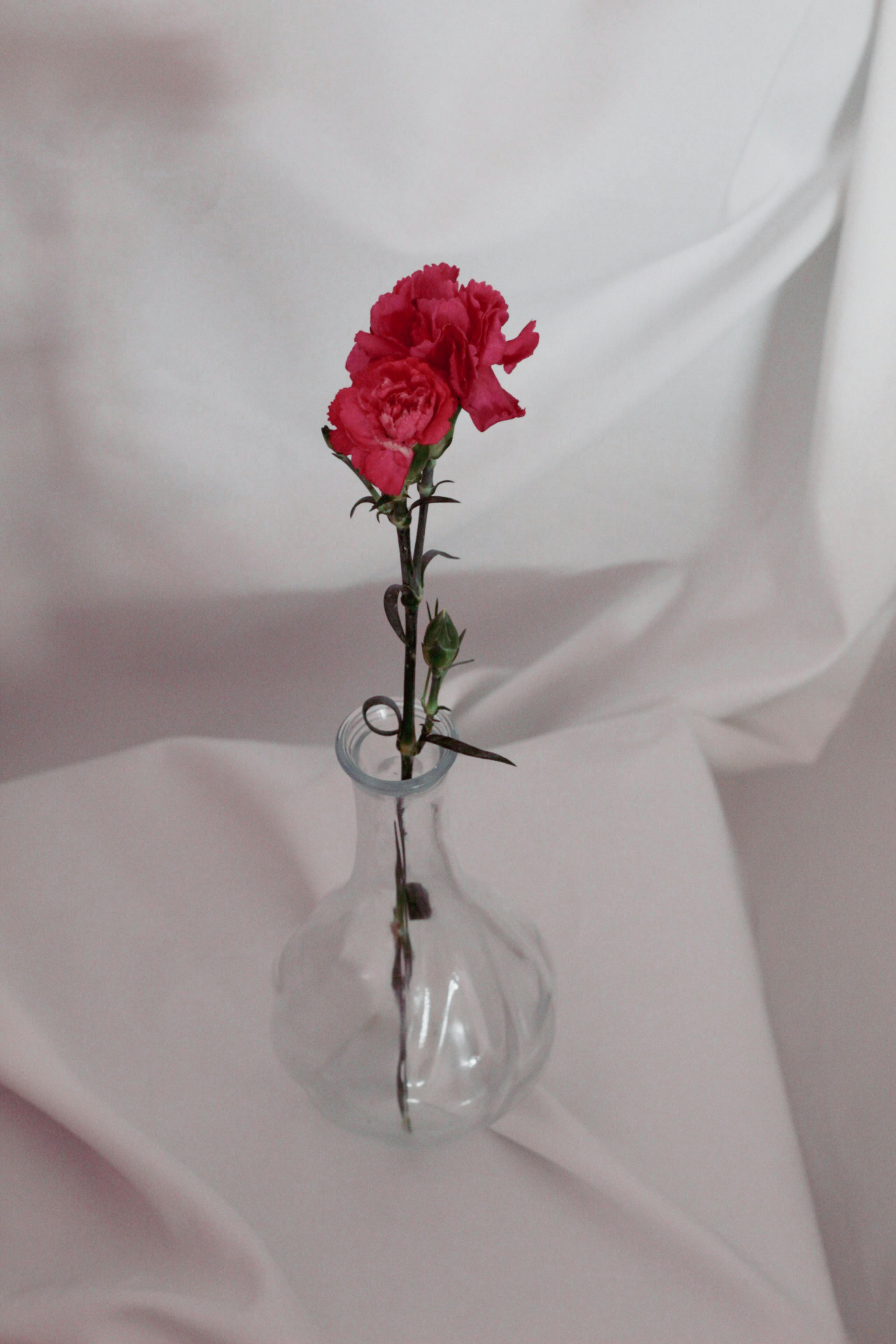 Red Flowers Vase Photos, Download The BEST Free Red Flowers Vase Stock ...
