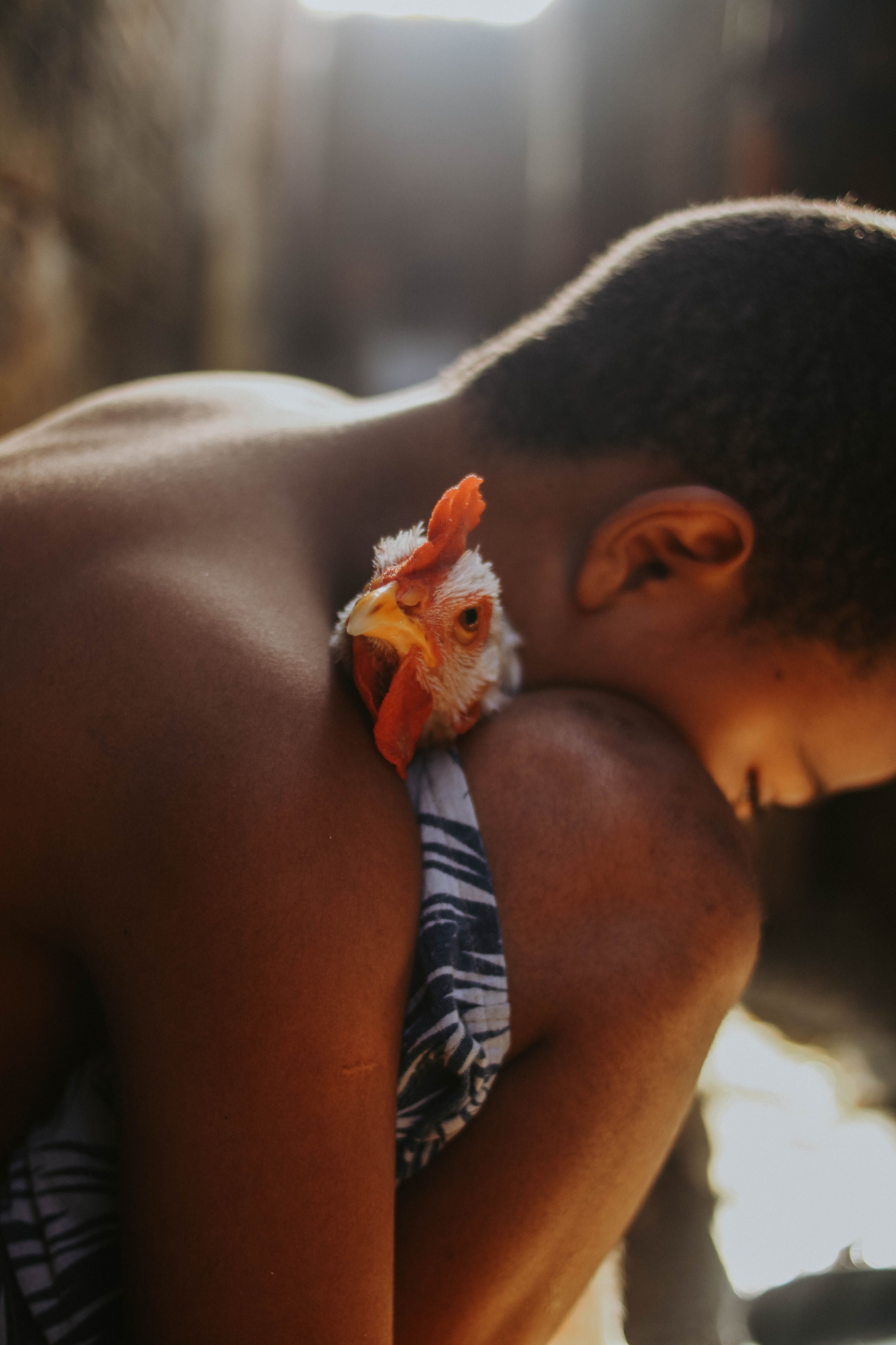 Intimate Portrait of Boy with Rooster · Free Stock Photo