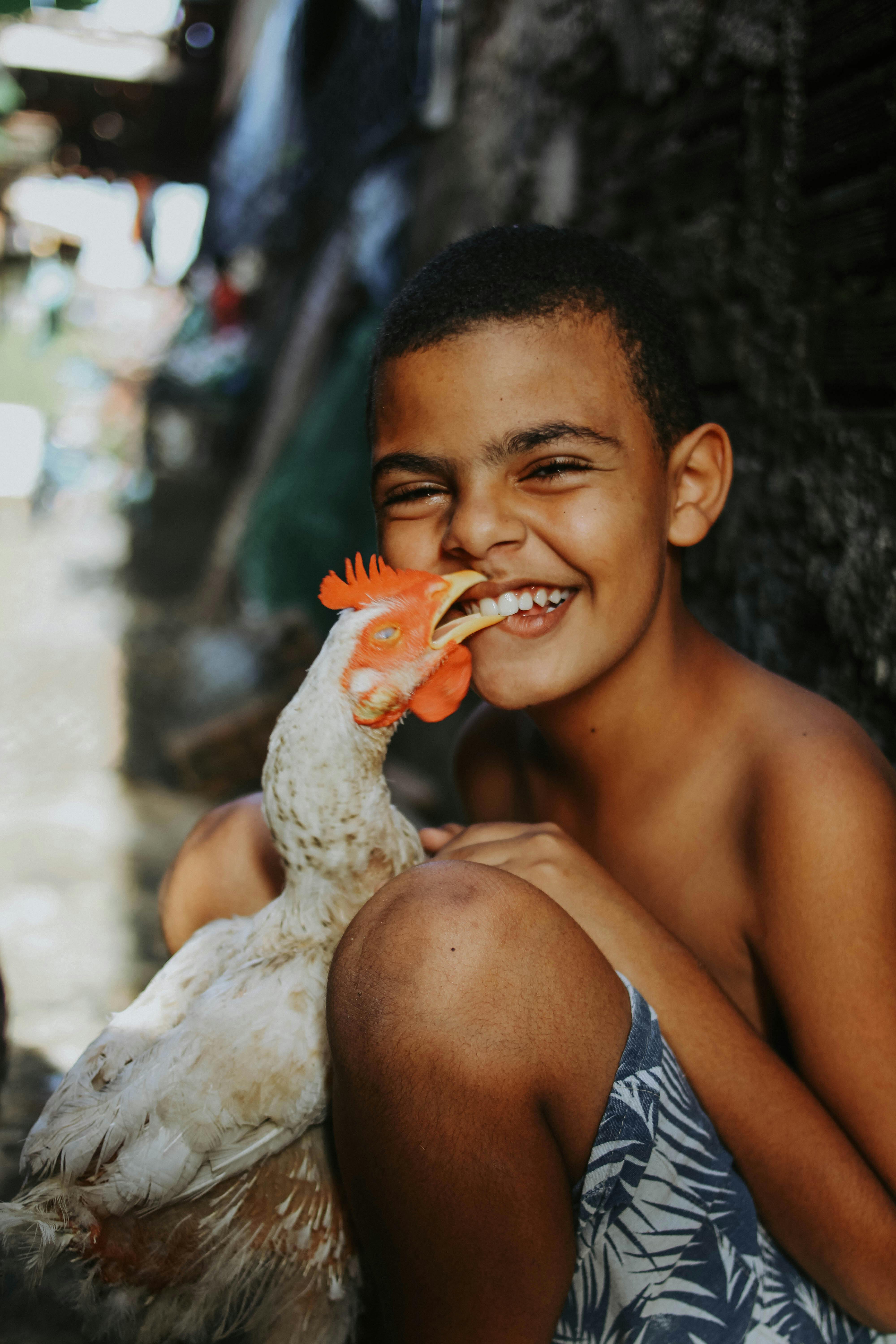 Hen Pecking Smiling Boy · Free Stock Photo