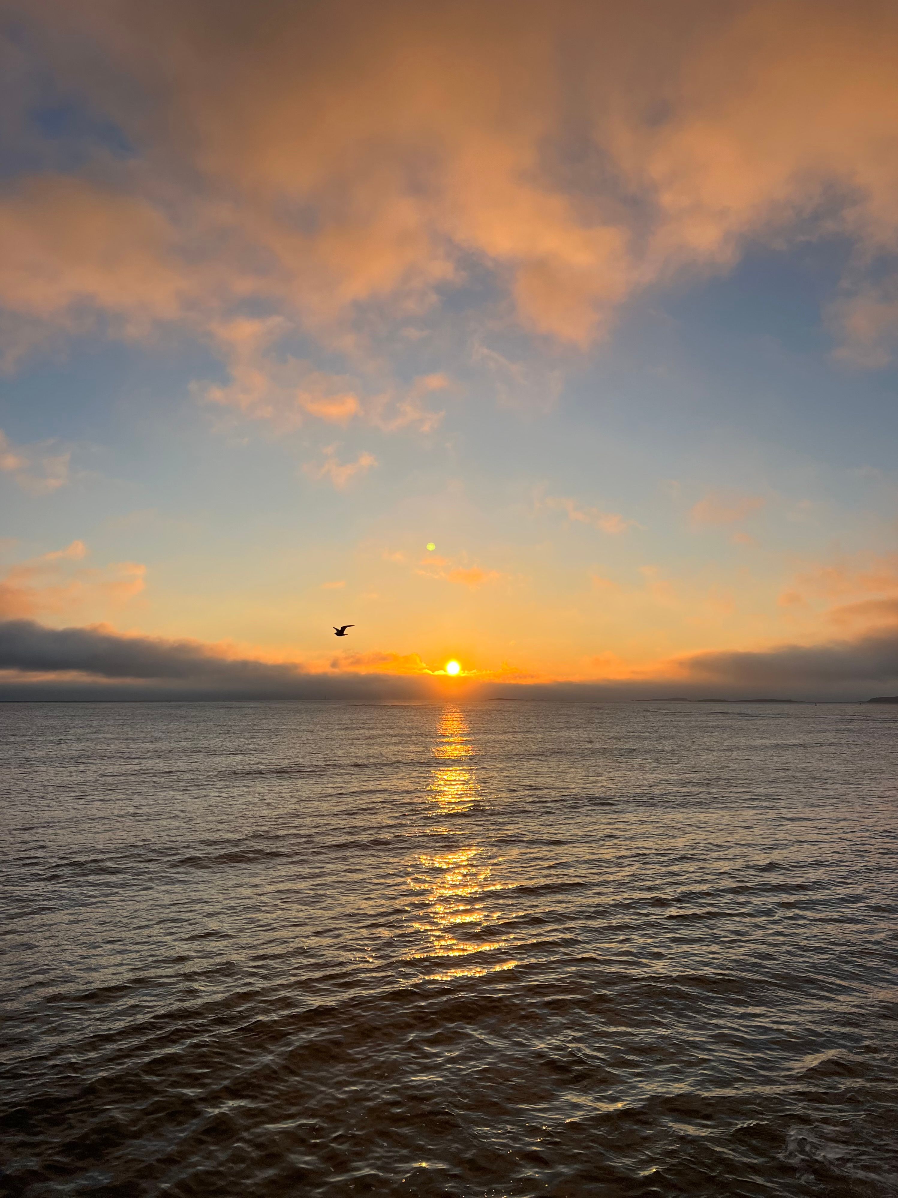 Bird Flying over Reflector at Sunset · Free Stock Photo
