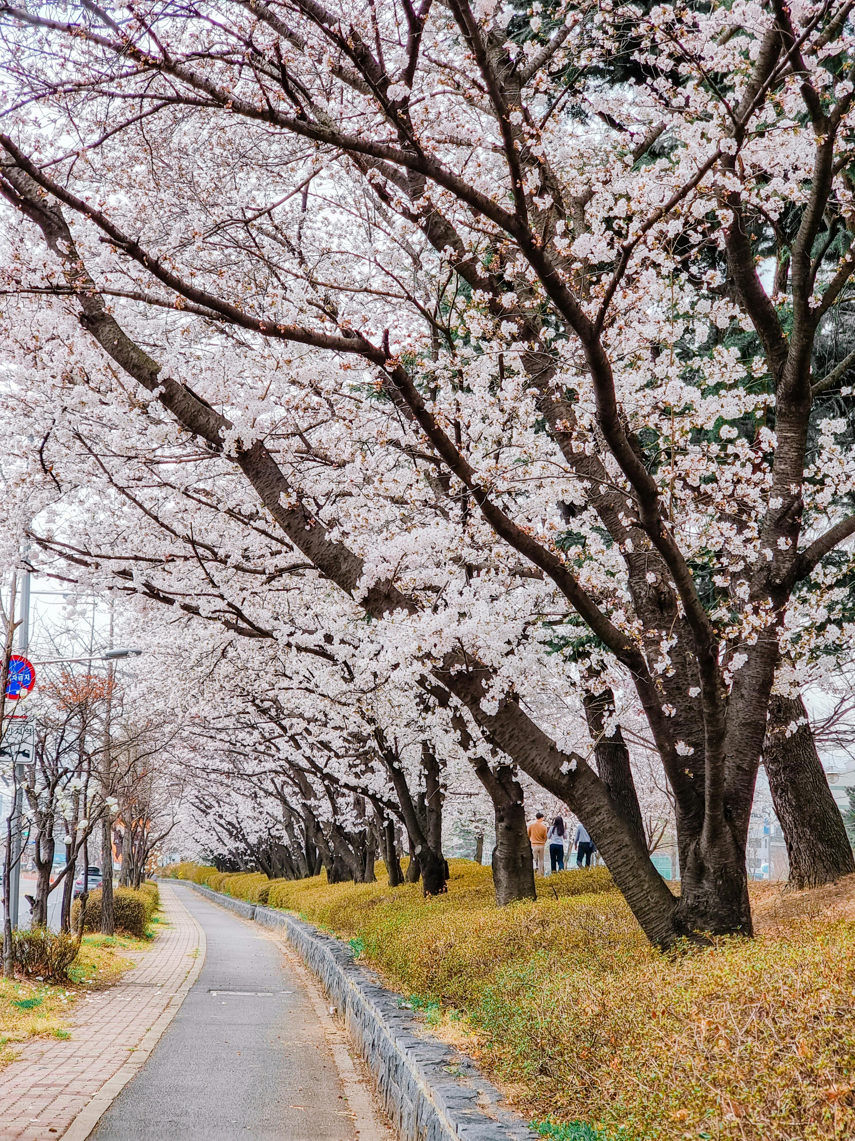 Tree and Path · Free Stock Photo