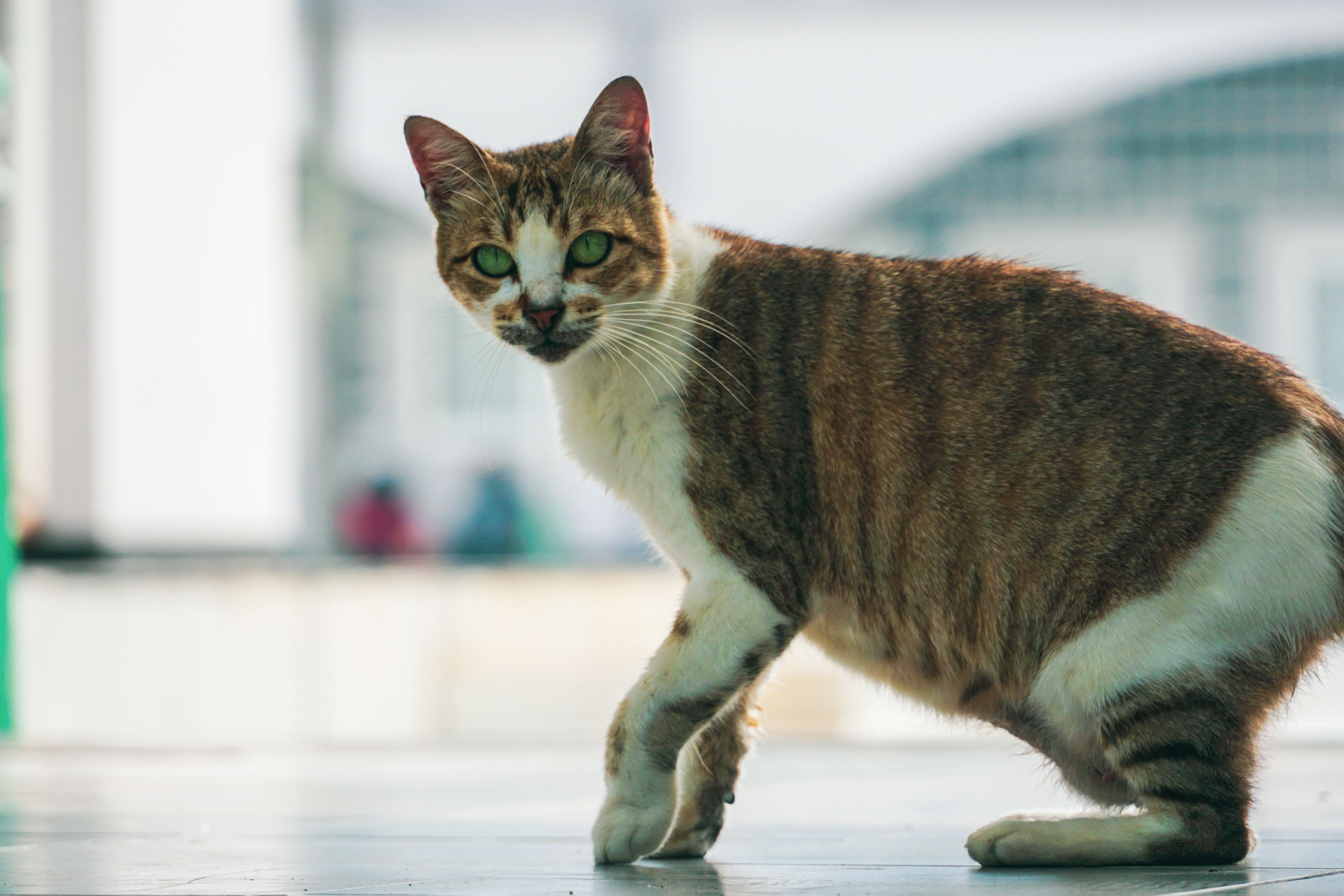 Tortoiseshell Cat · Free Stock Photo