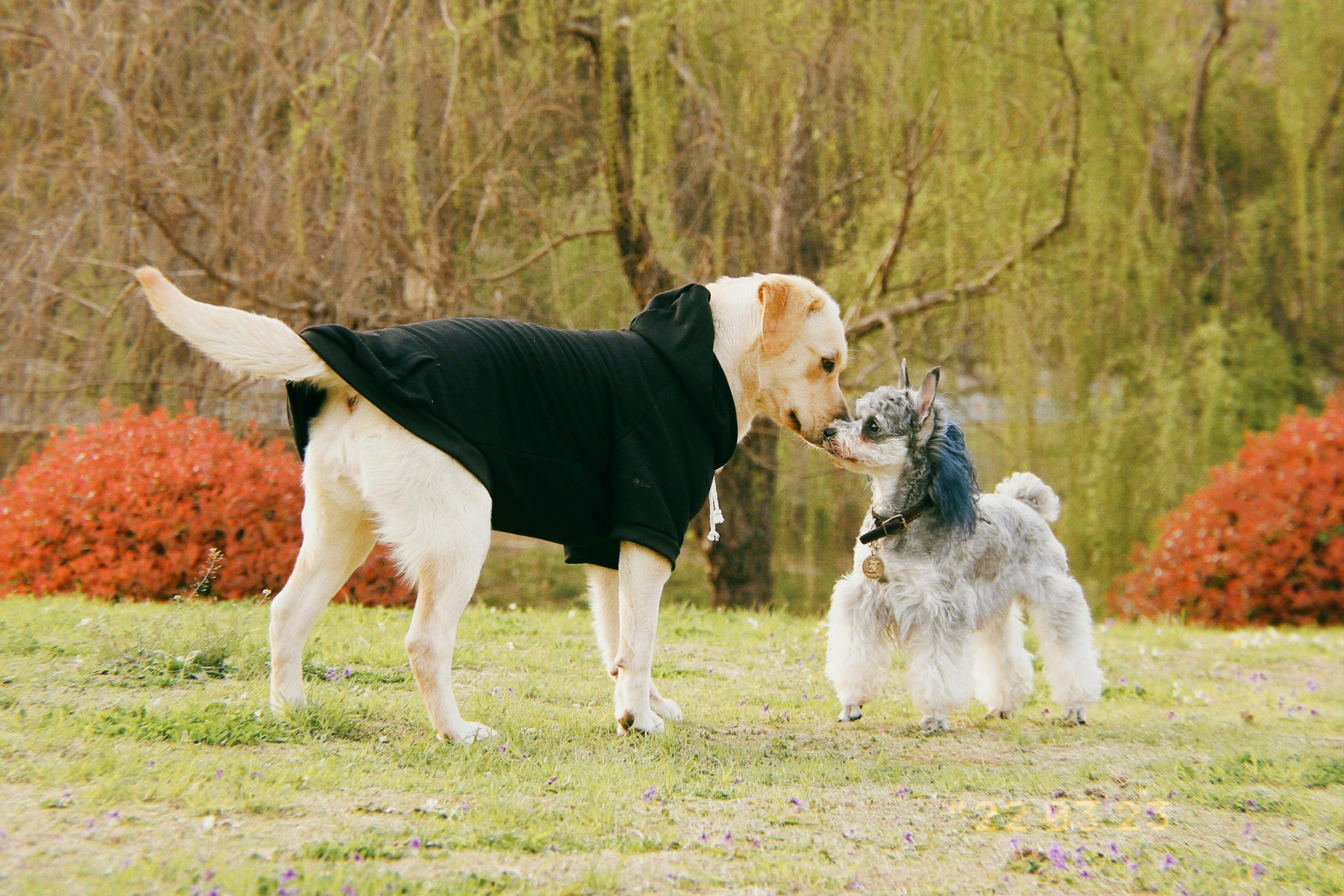 Dogs Datsun Photos, Download The BEST Free Dogs Datsun Stock Photos ...