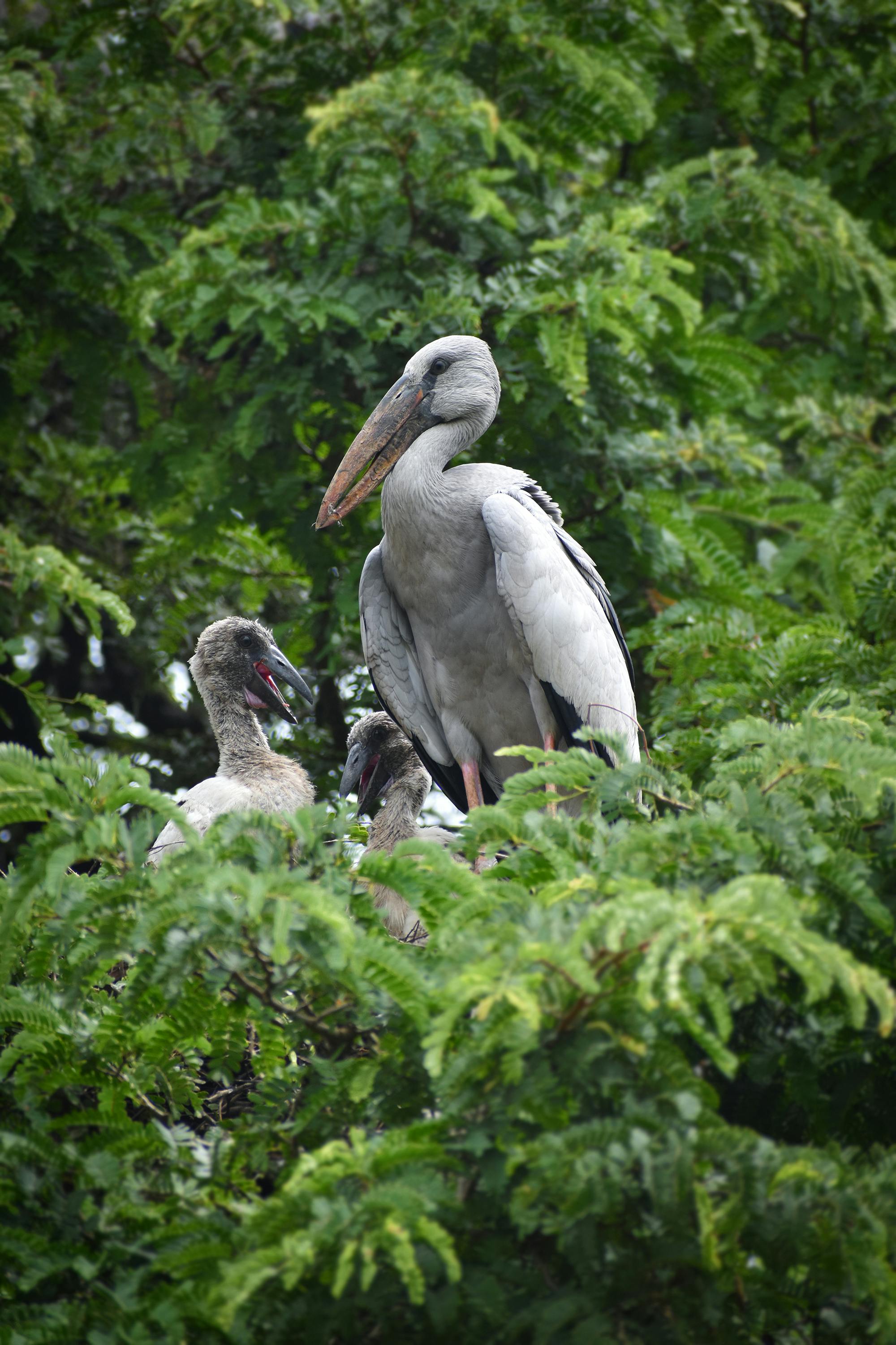 Asian Openbills Photos, Download The BEST Free Asian Openbills Stock ...