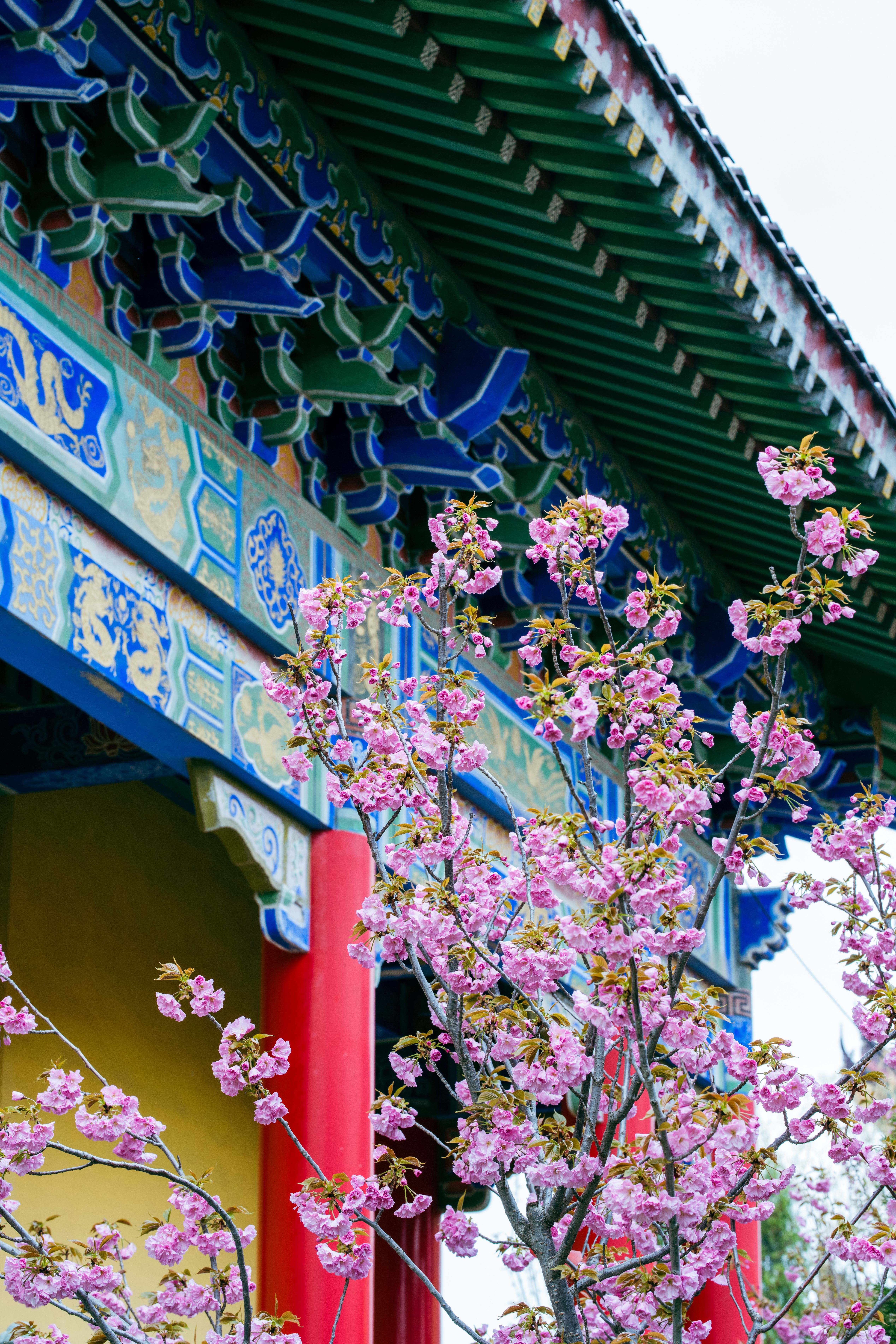 Temple Purple Photos, Download The BEST Free Temple Purple Stock Photos ...