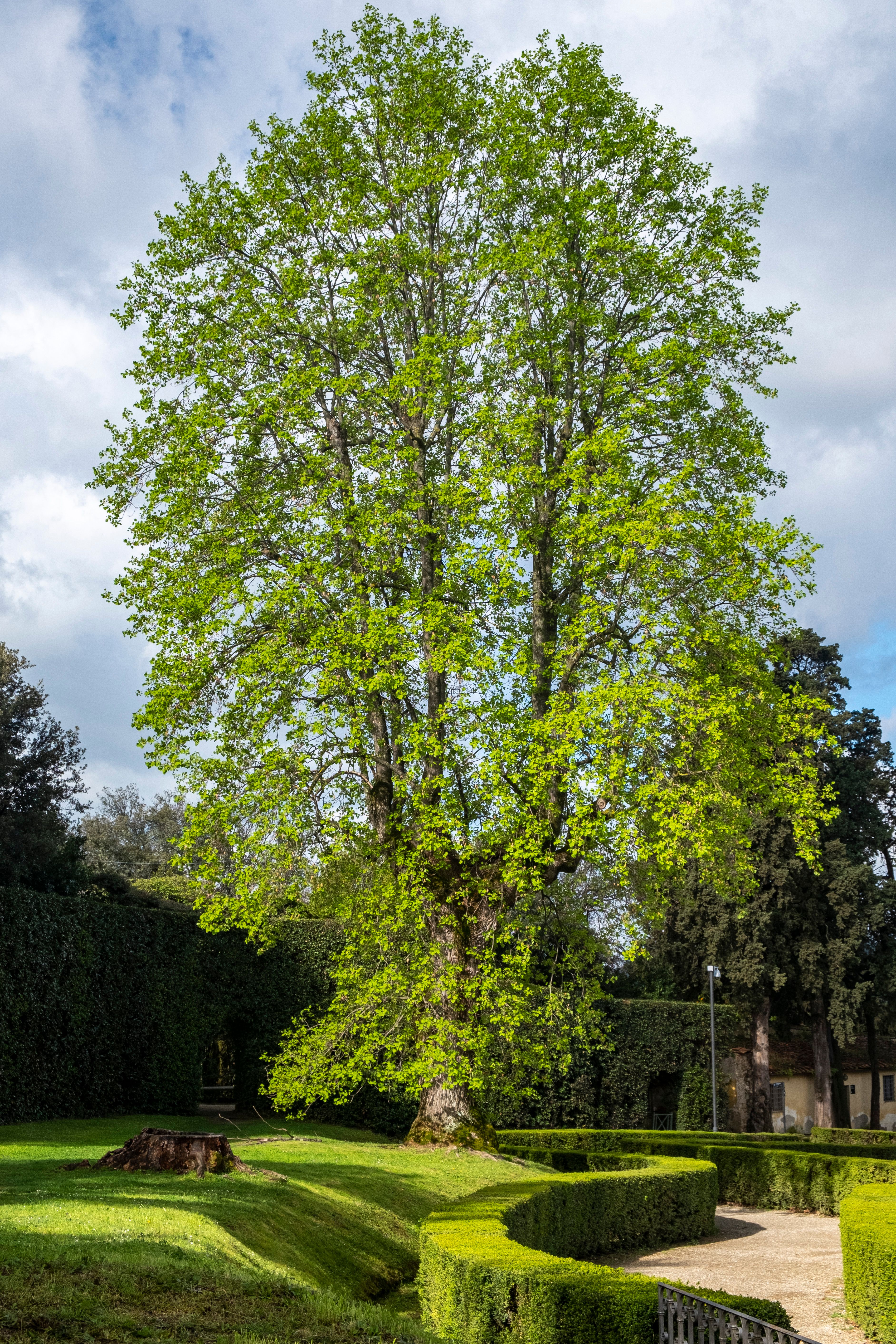 Lush Tree in the Garden · Free Stock Photo