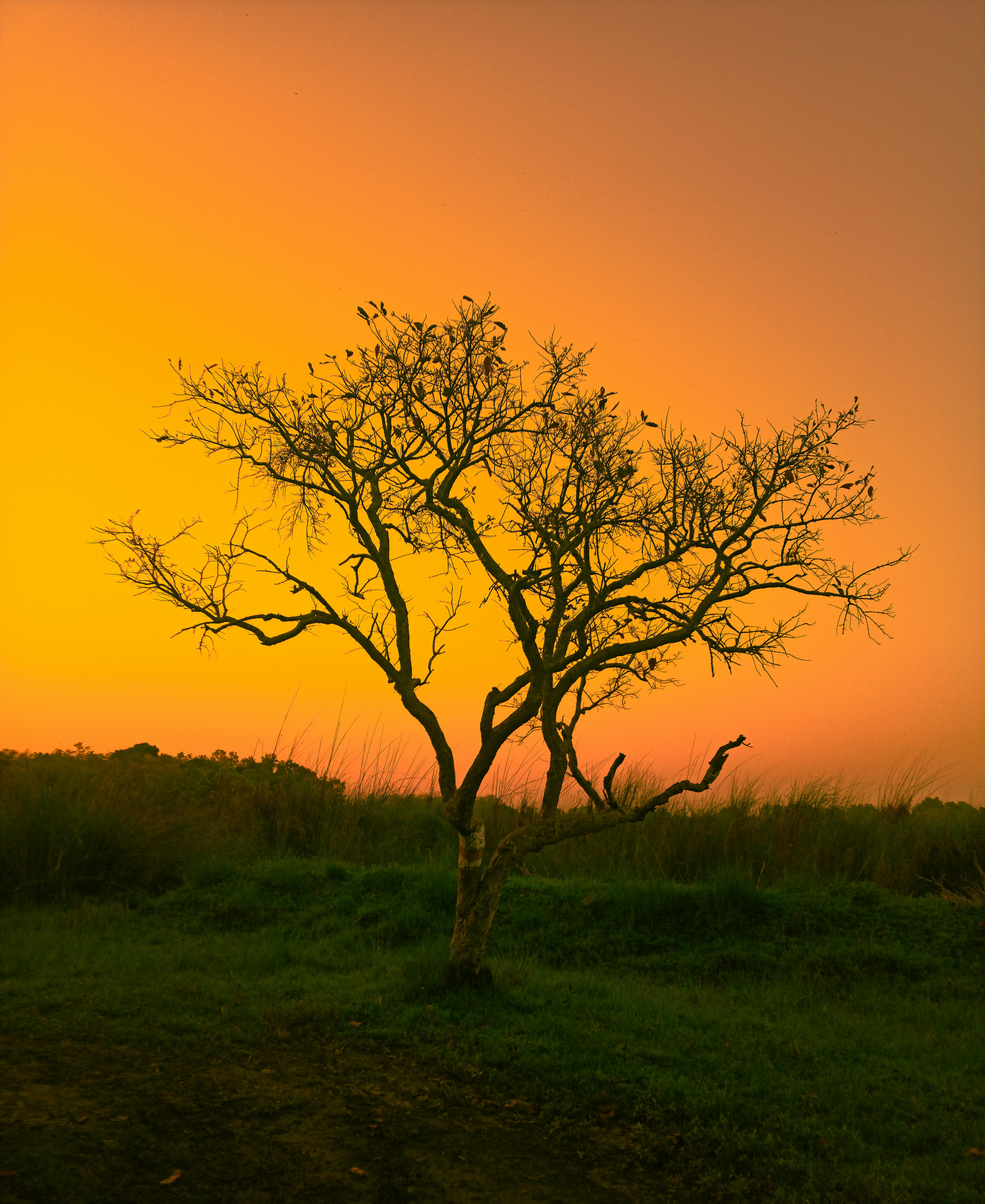 Photography of Tree · Free Stock Photo