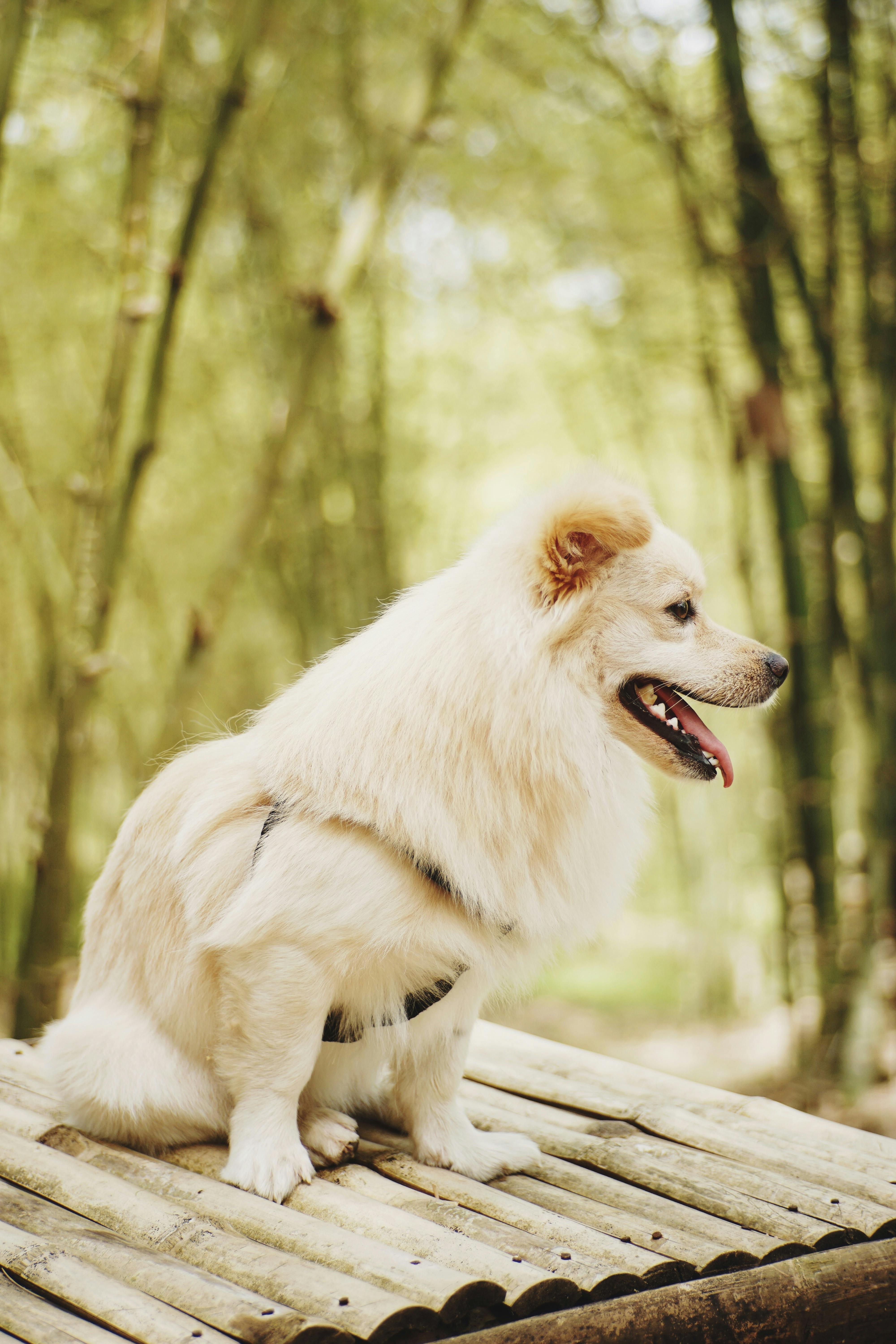 A Dog Sitting Outdoors · Free Stock Photo