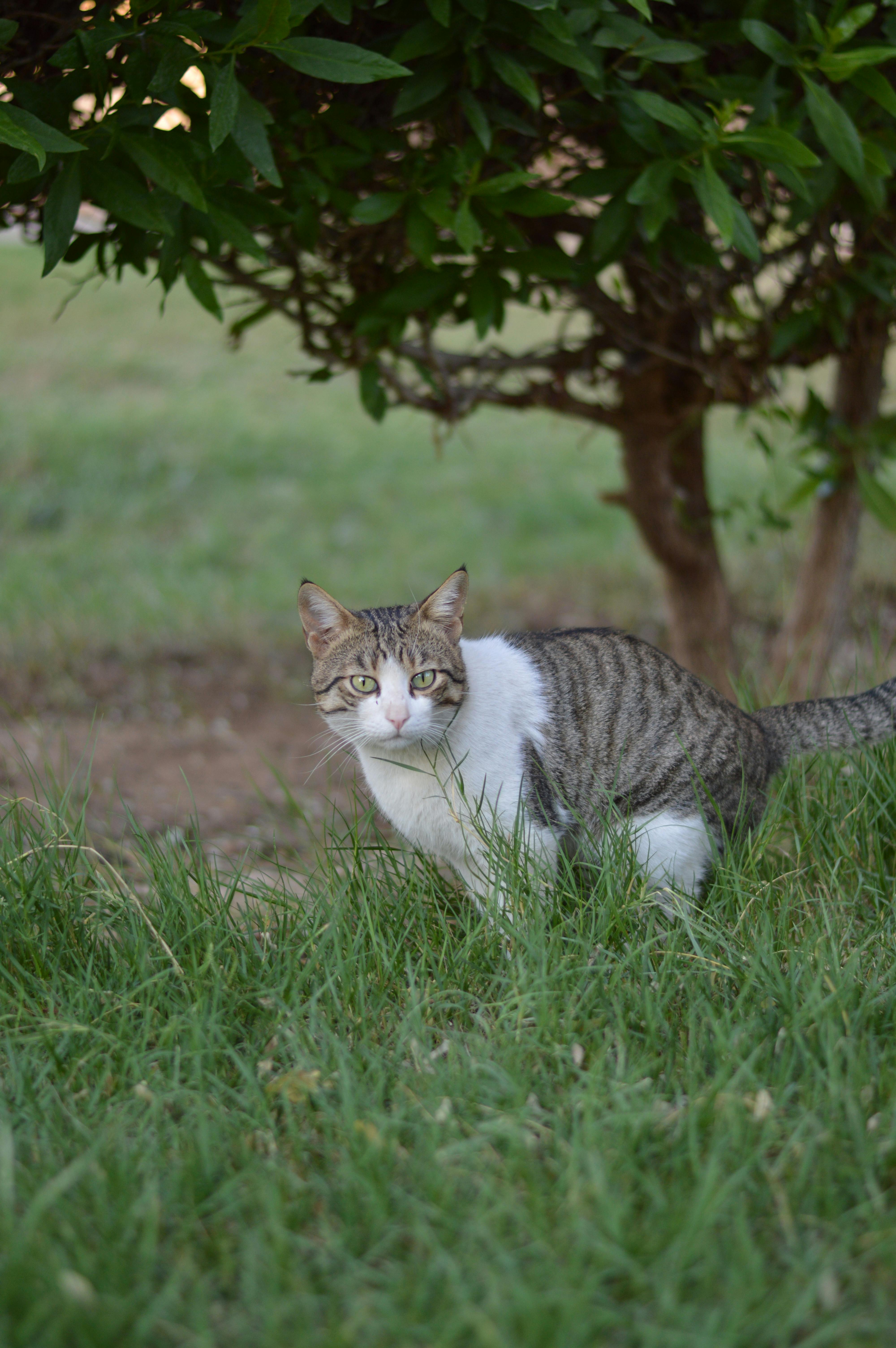 A Little Cat in the Park · Free Stock Photo