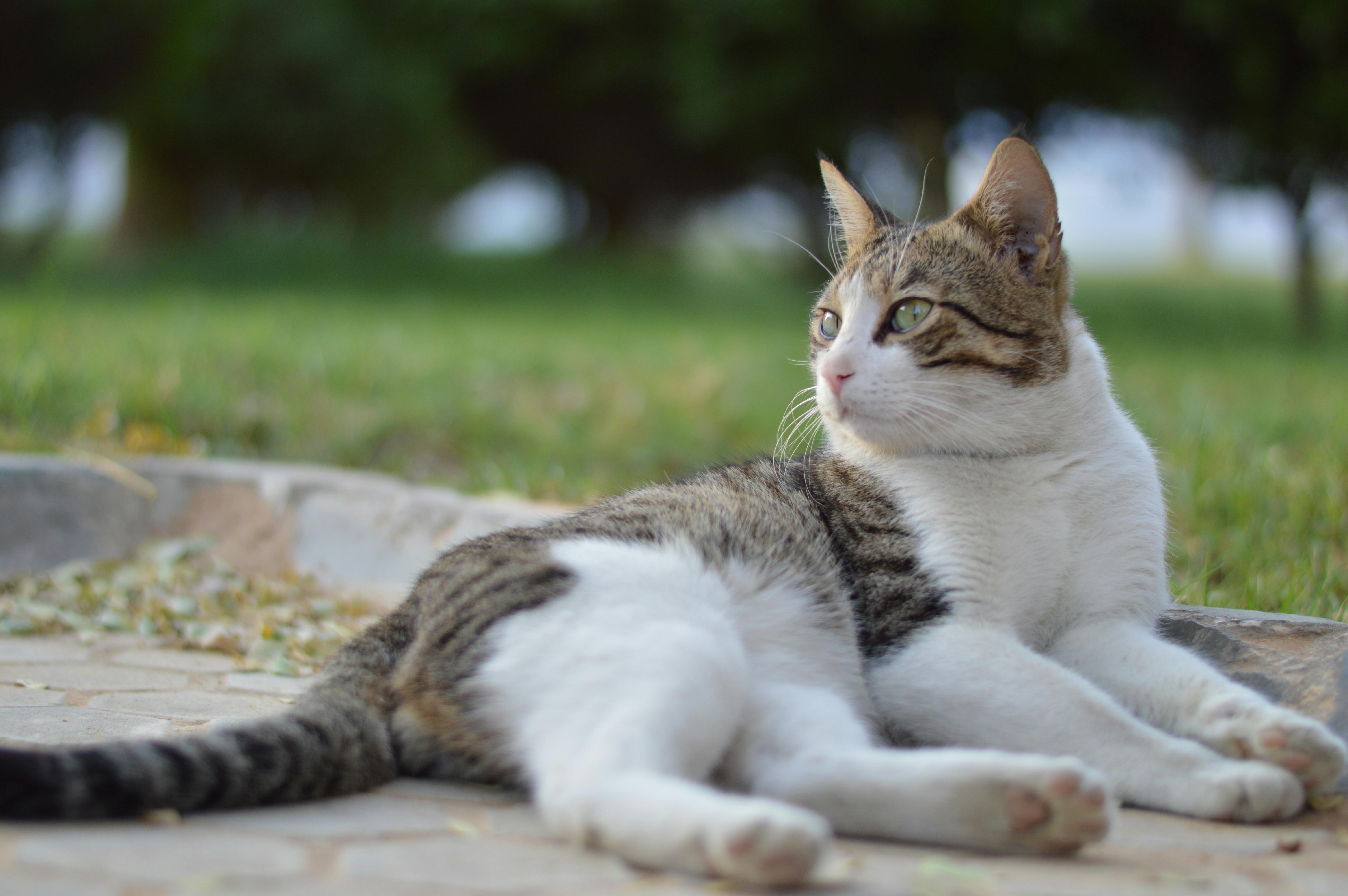 A Little Cat Lying on the Ground · Free Stock Photo