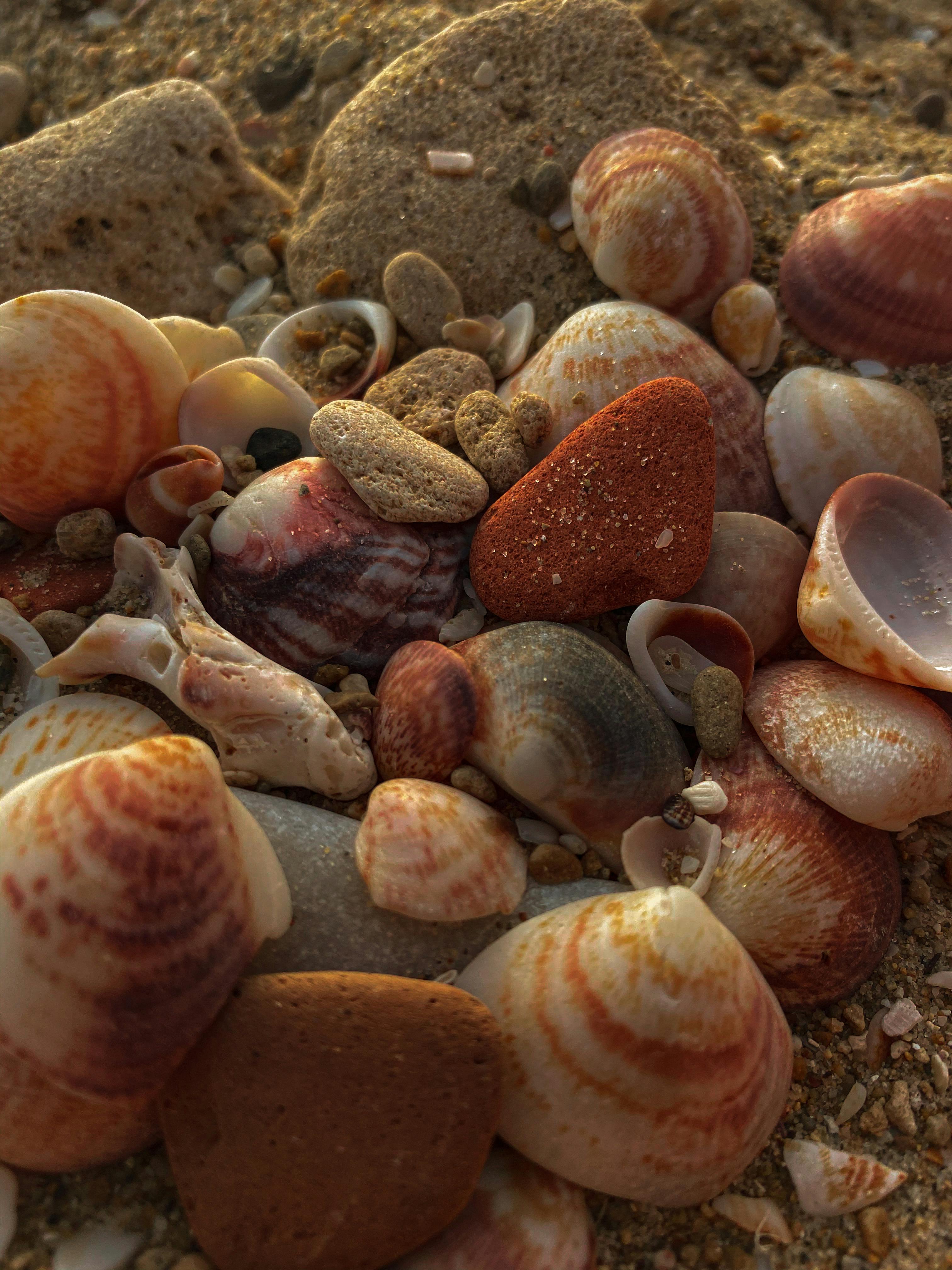 Close-Up Shot of Stack of Seashells · Free Stock Photo