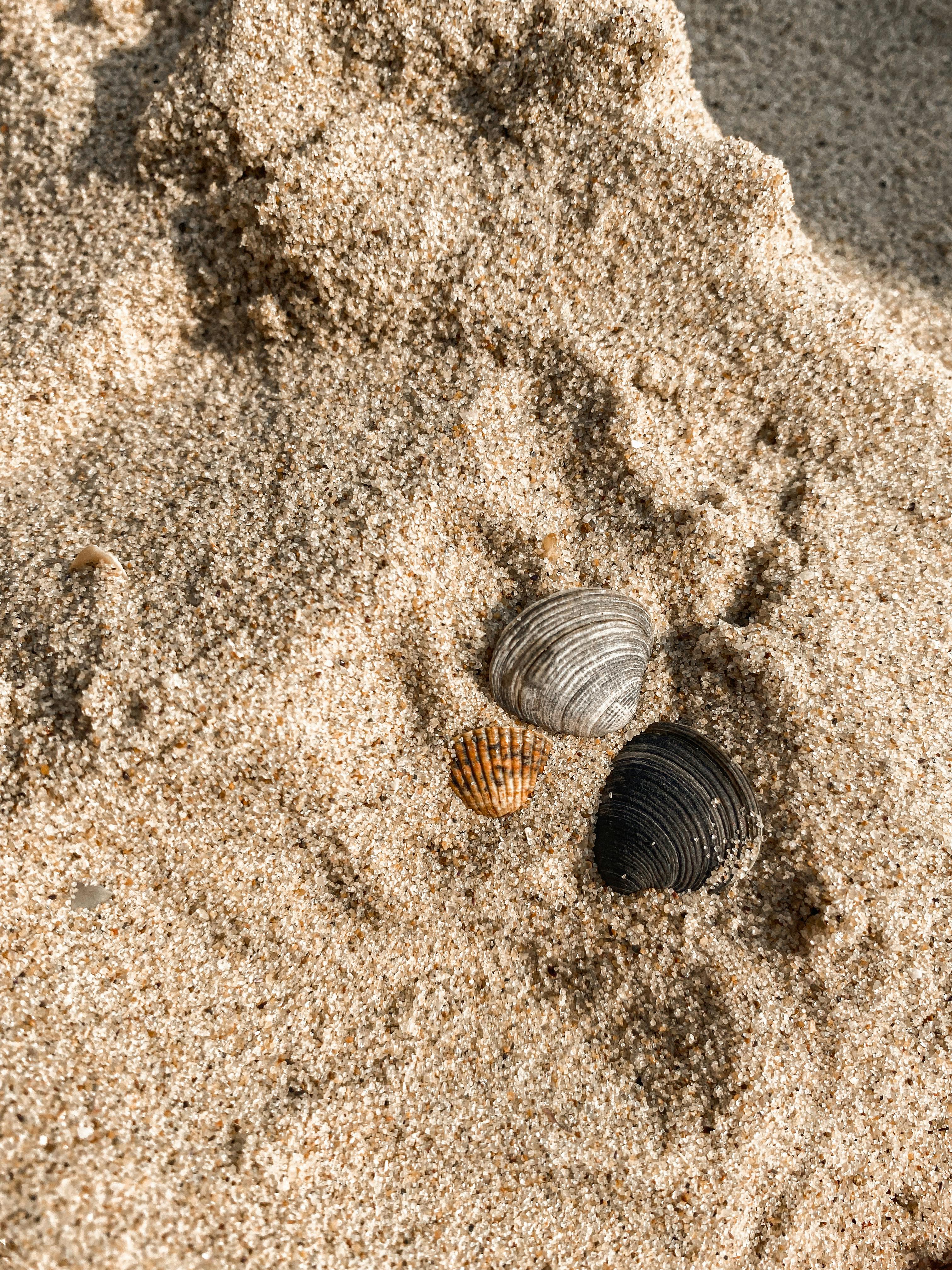 Close-up of Seashells in Sand · Free Stock Photo
