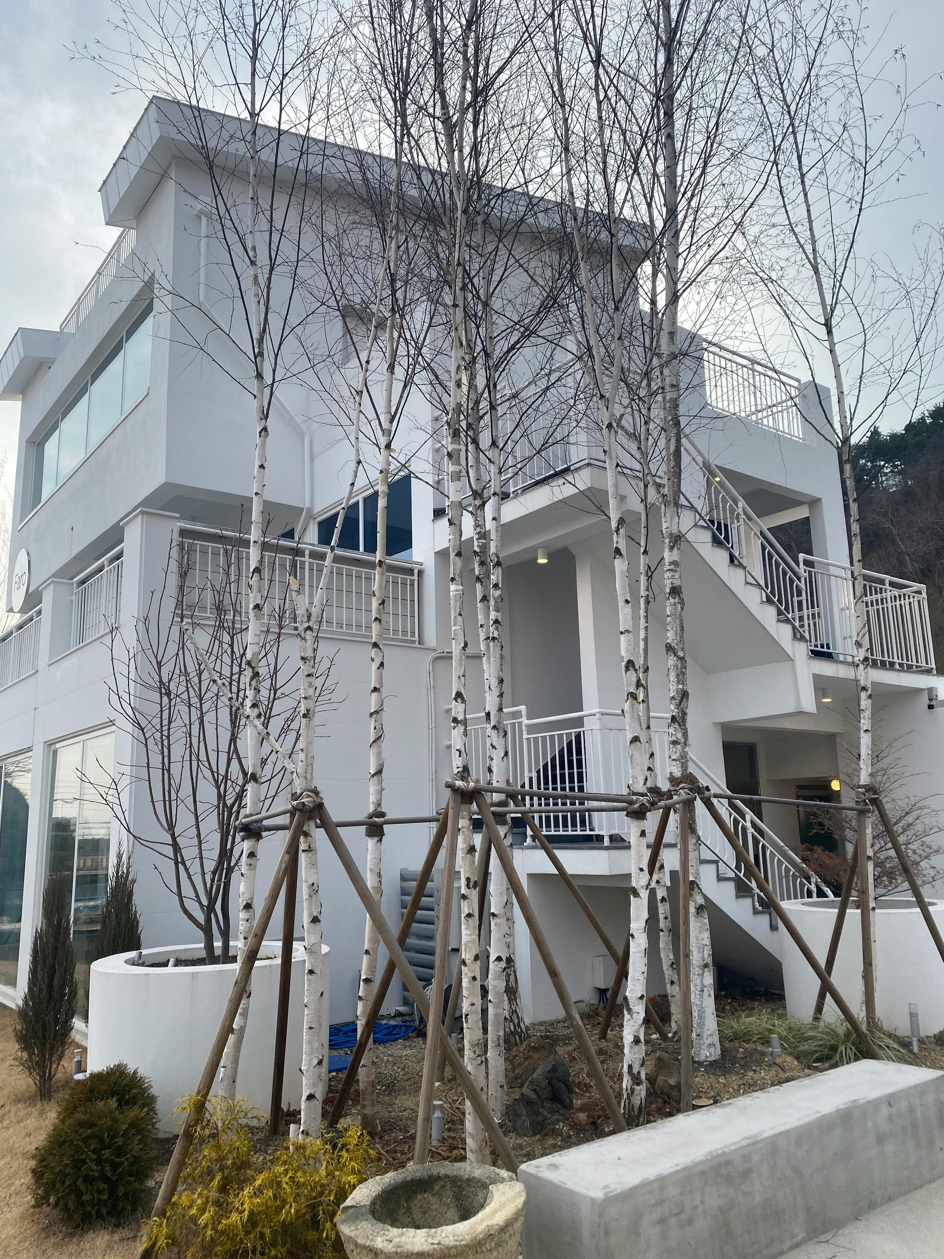 Birches in House Garden · Free Stock Photo