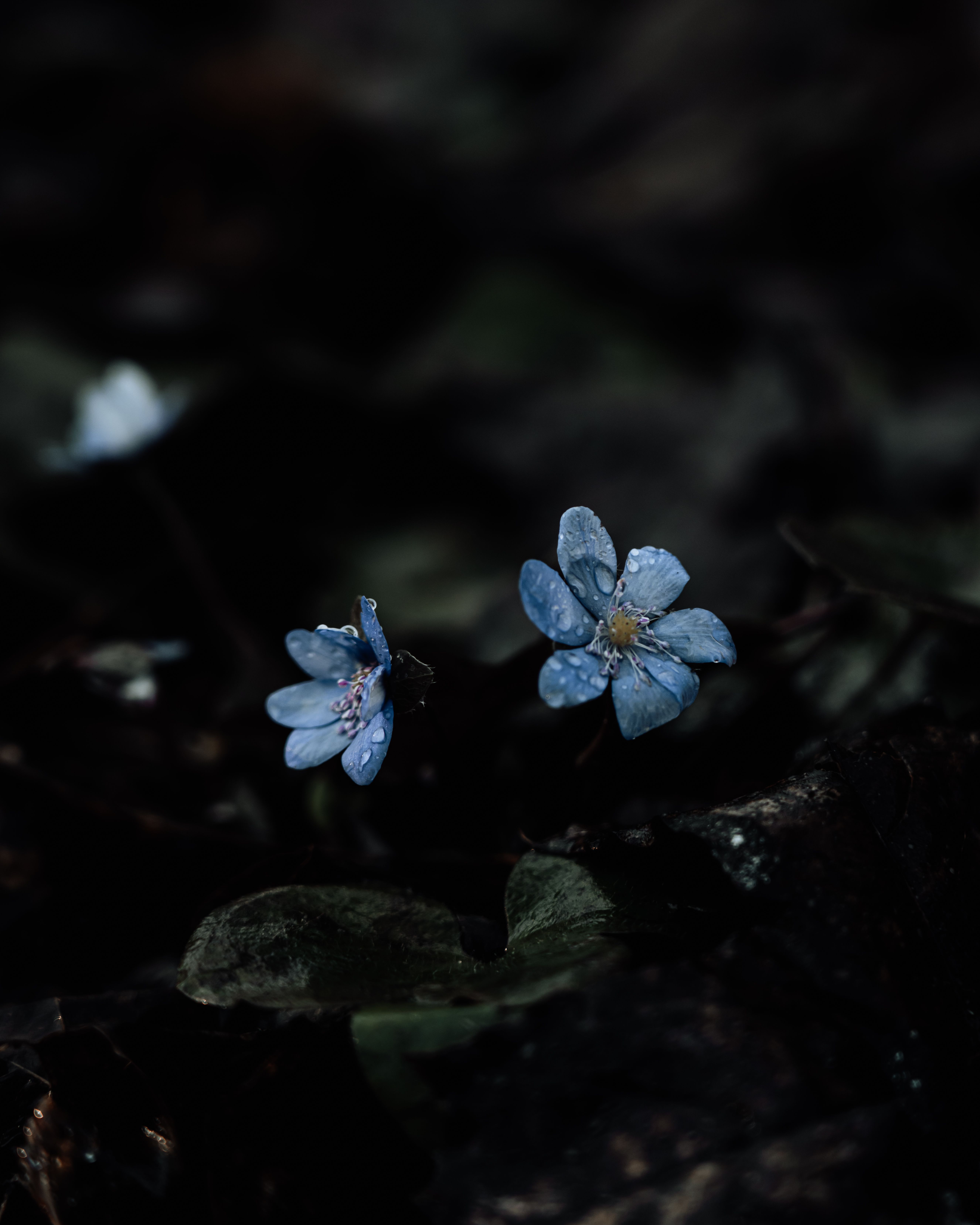 Flowers on Ground · Free Stock Photo