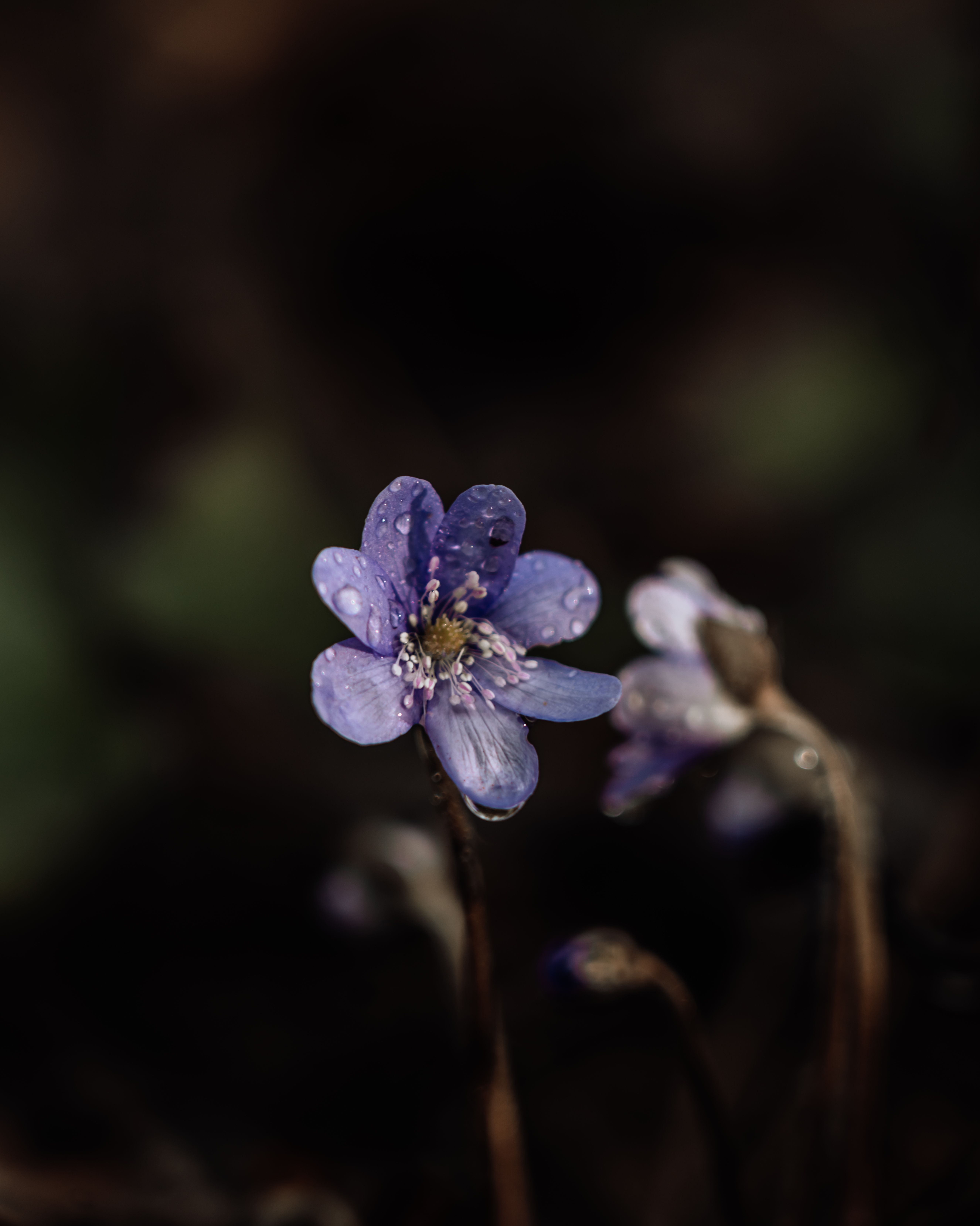 Close up of a Small Flower · Free Stock Photo
