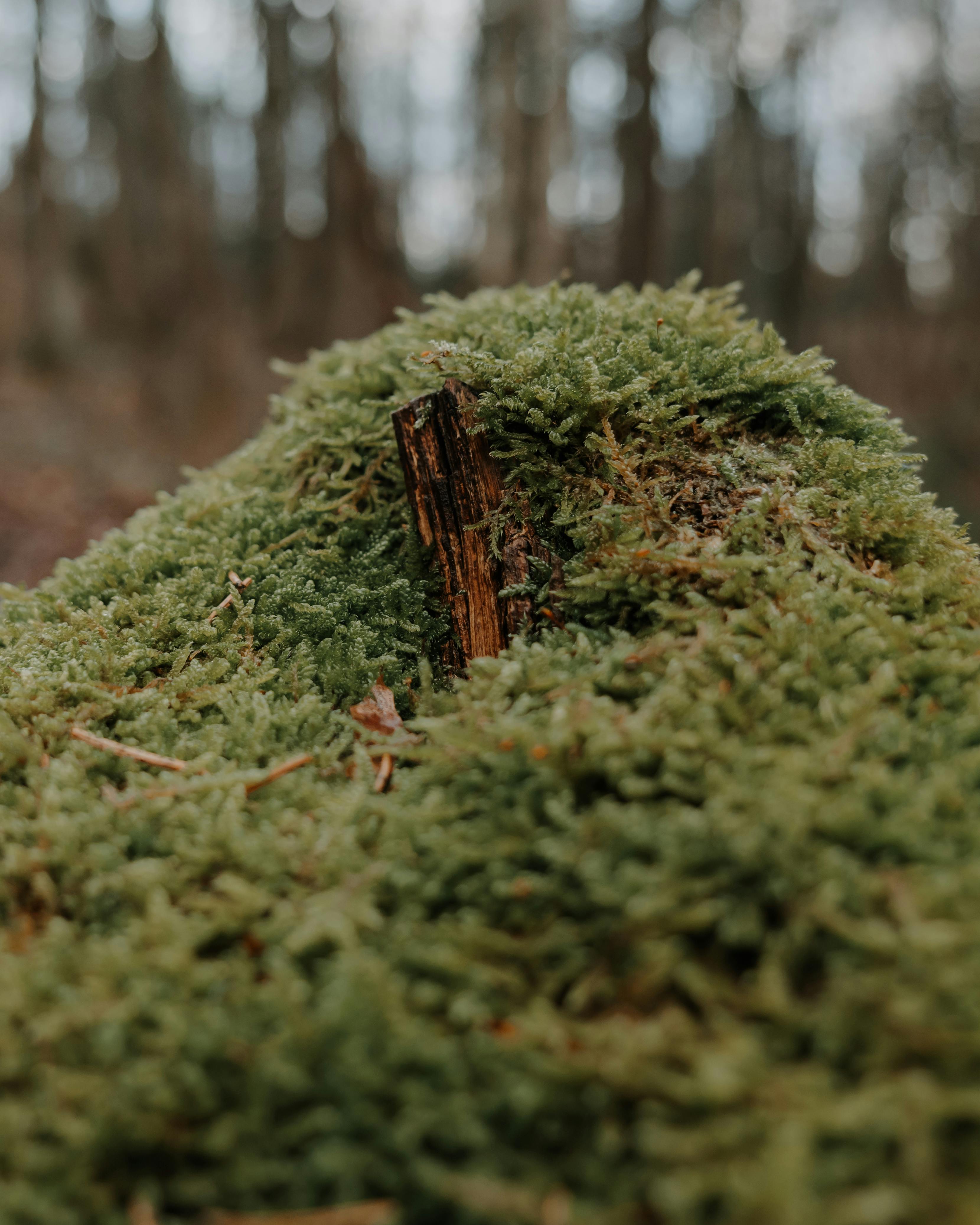 Foto de stock gratuita sobre al aire libre, belleza natural ...