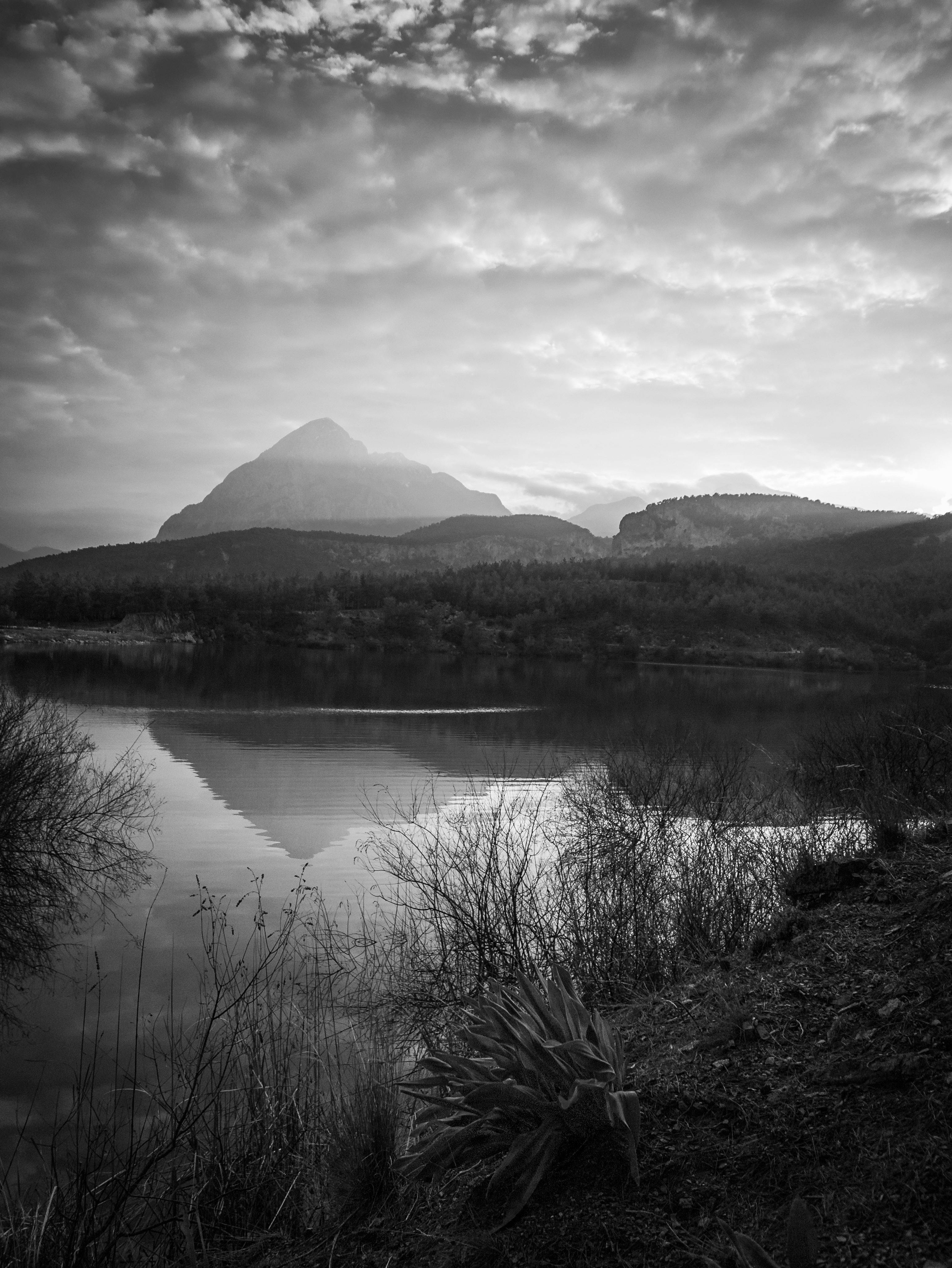 Grayscale Photo Of Tree · Free Stock Photo