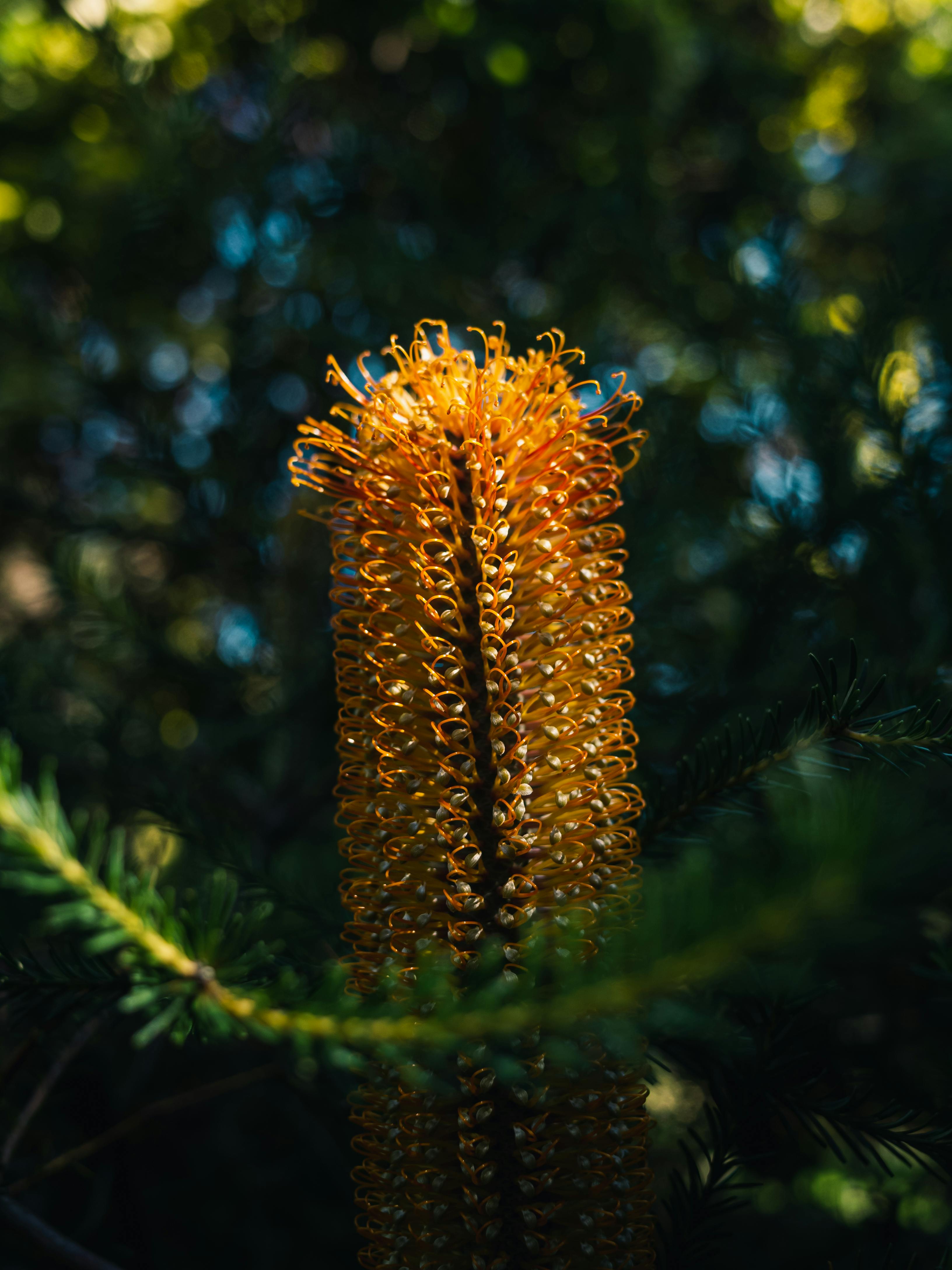 Close up of Banksia · Free Stock Photo
