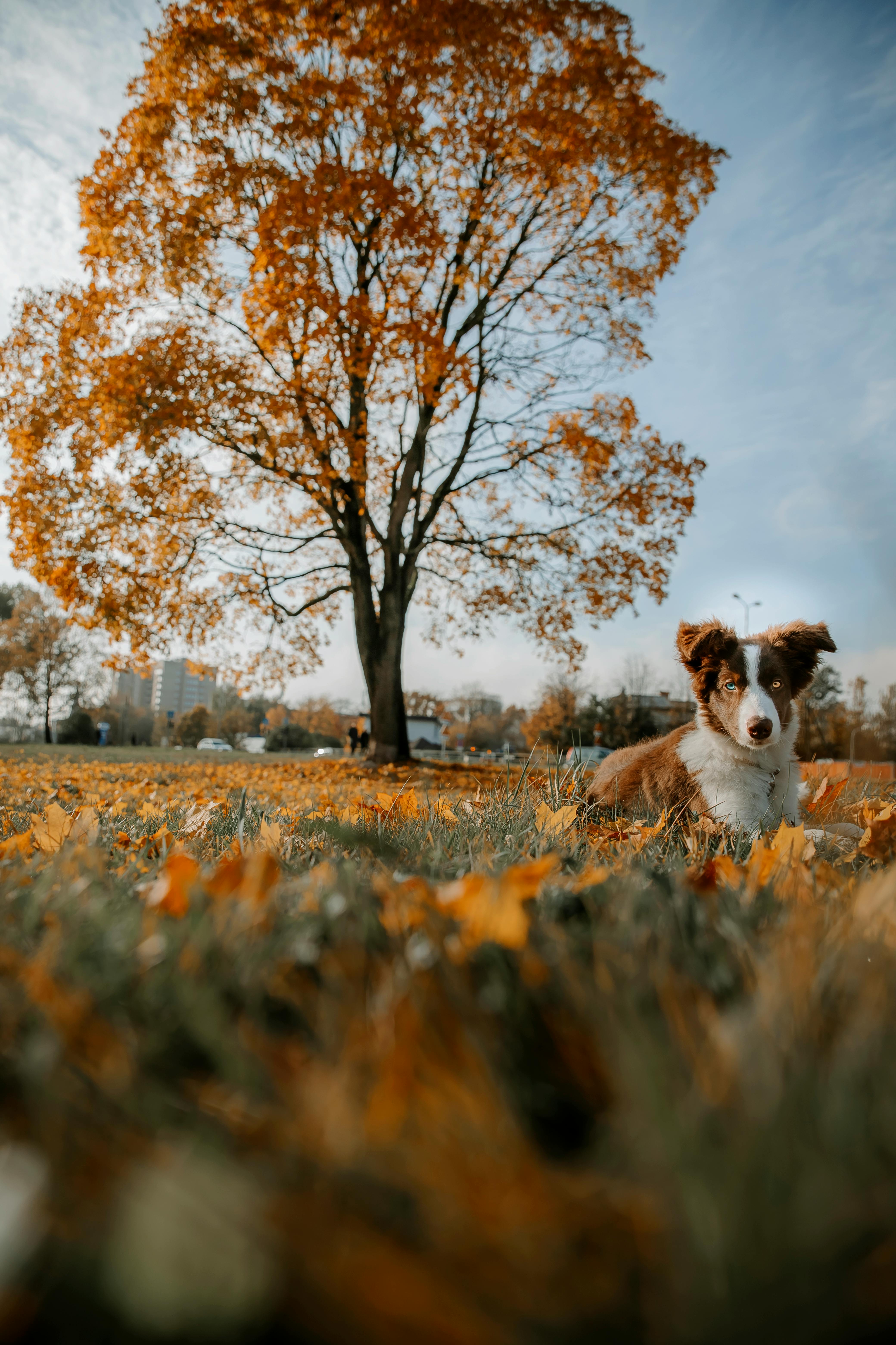 Syntax Tree Photos, Download The BEST Free Syntax Tree Stock Photos ...